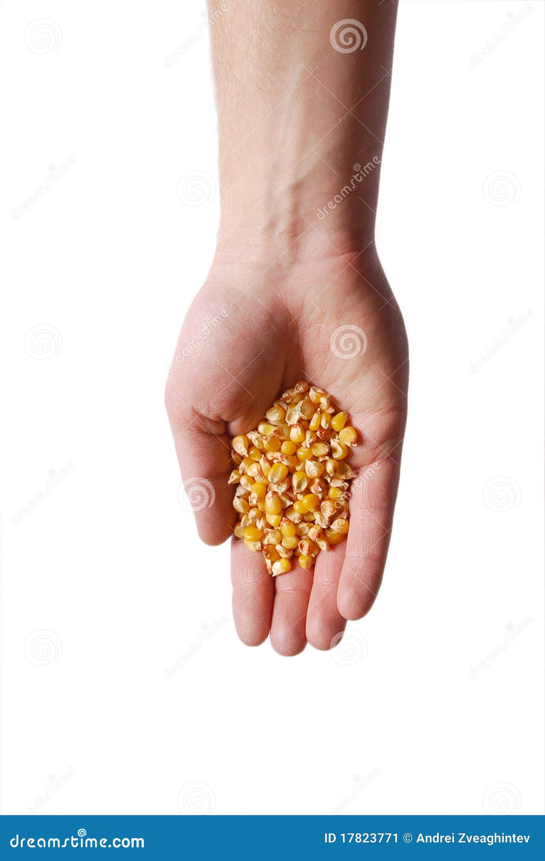 Hand with corn seeds stock image. Image of culture, farm - 17823771