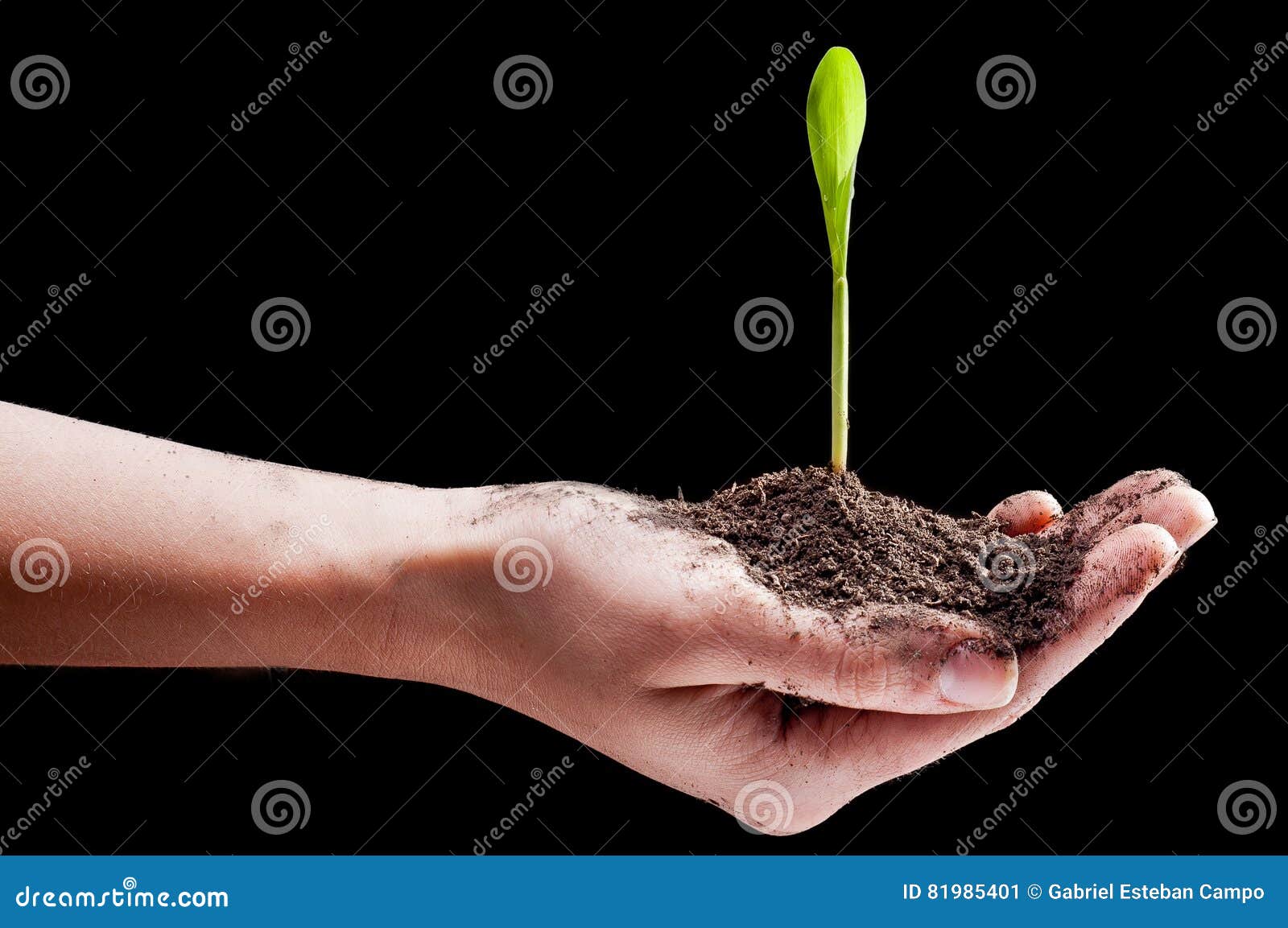 Hand corn stock image. Image of nature, giving, plant - 81985401