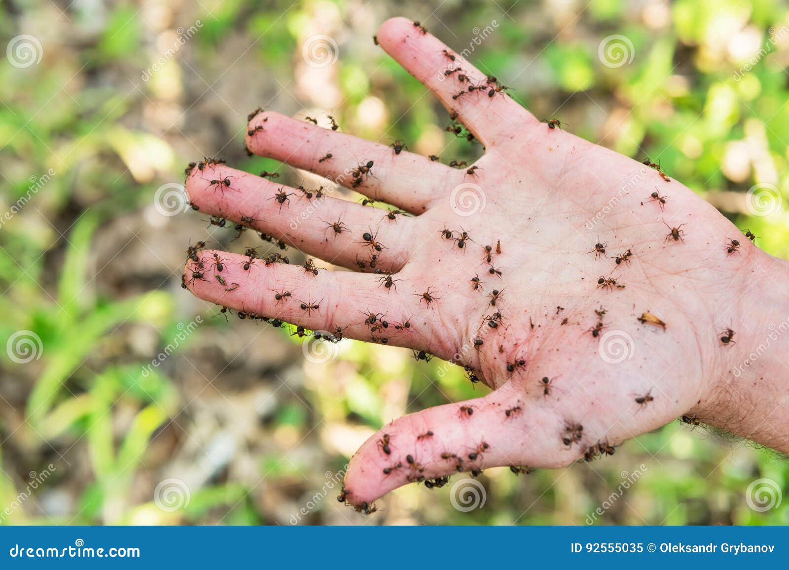 Hand is covered with ants stock image. Image of male - 92555035