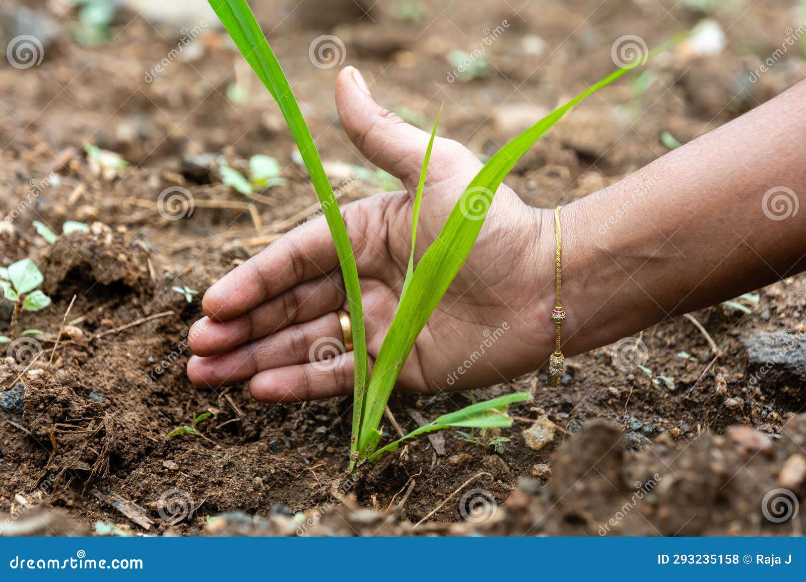 Hand Covering Single Grass from Sun Stock Photo - Image of obscure ...