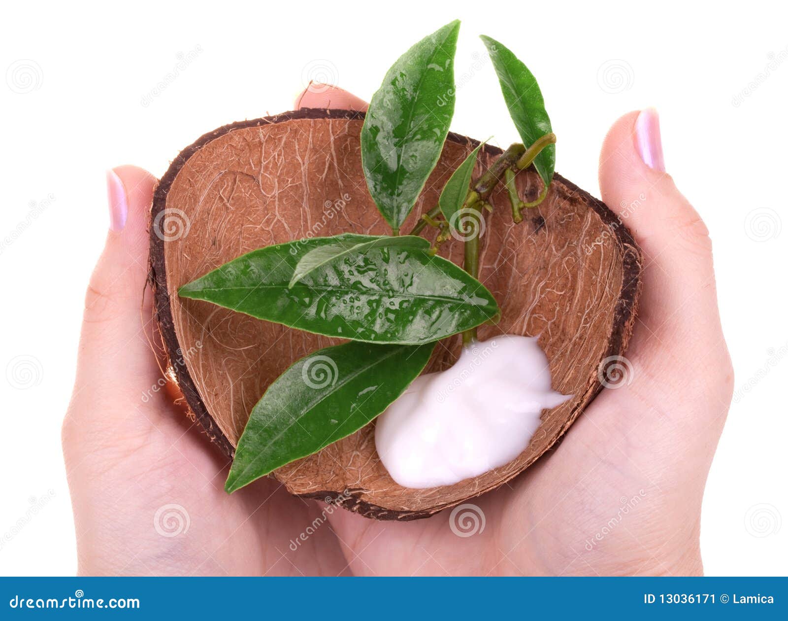 The Coconut Shell On The Ground In The Forest Look Like Human Face ...