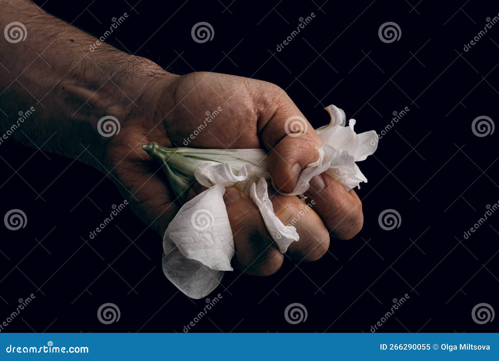 Hand Crumpling White Fragile Flower, Metaphor of Violence Abuse ...