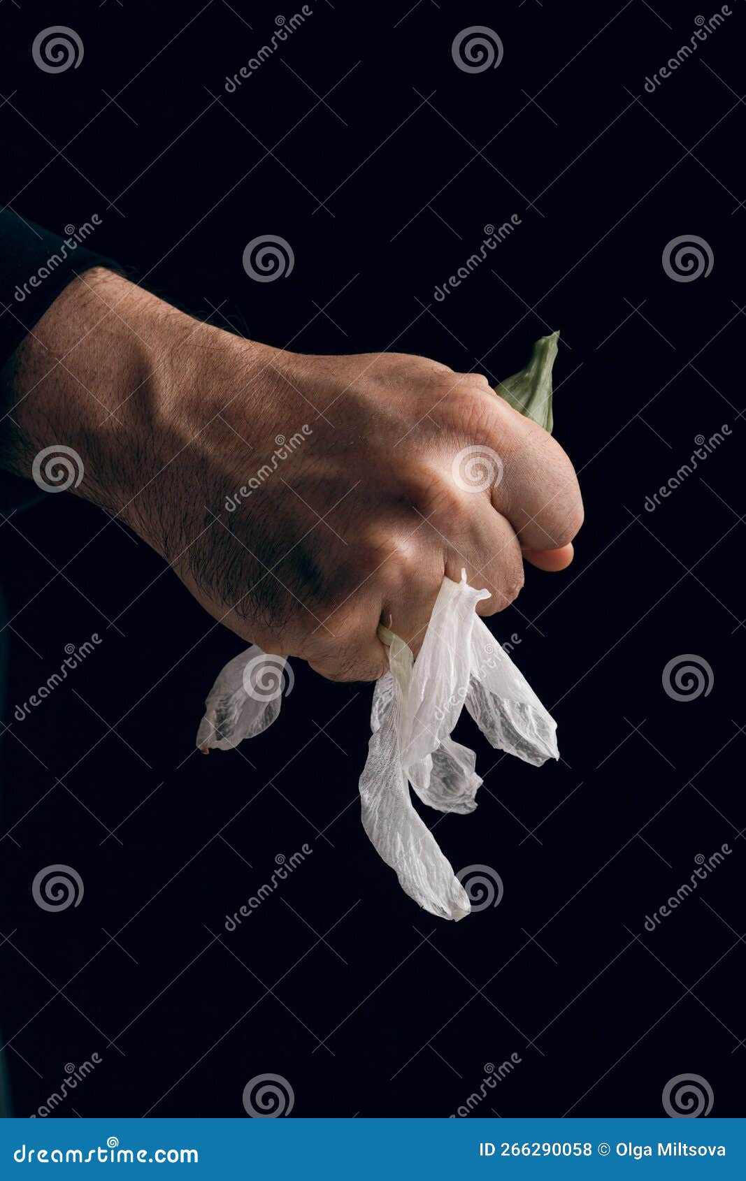 Hand Crumpling White Fragile Flower, Metaphor of Violence Abuse ...