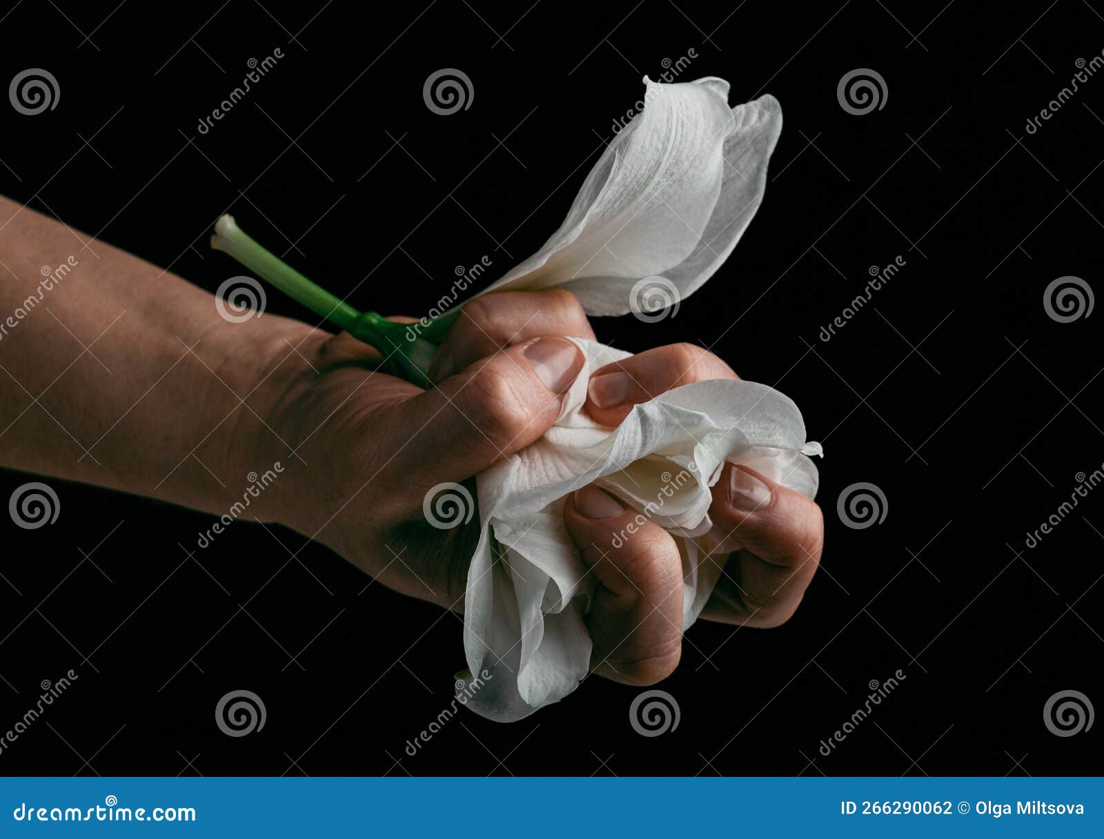 Hand Crumpling White Fragile Flower, Metaphor of Violence Abuse ...