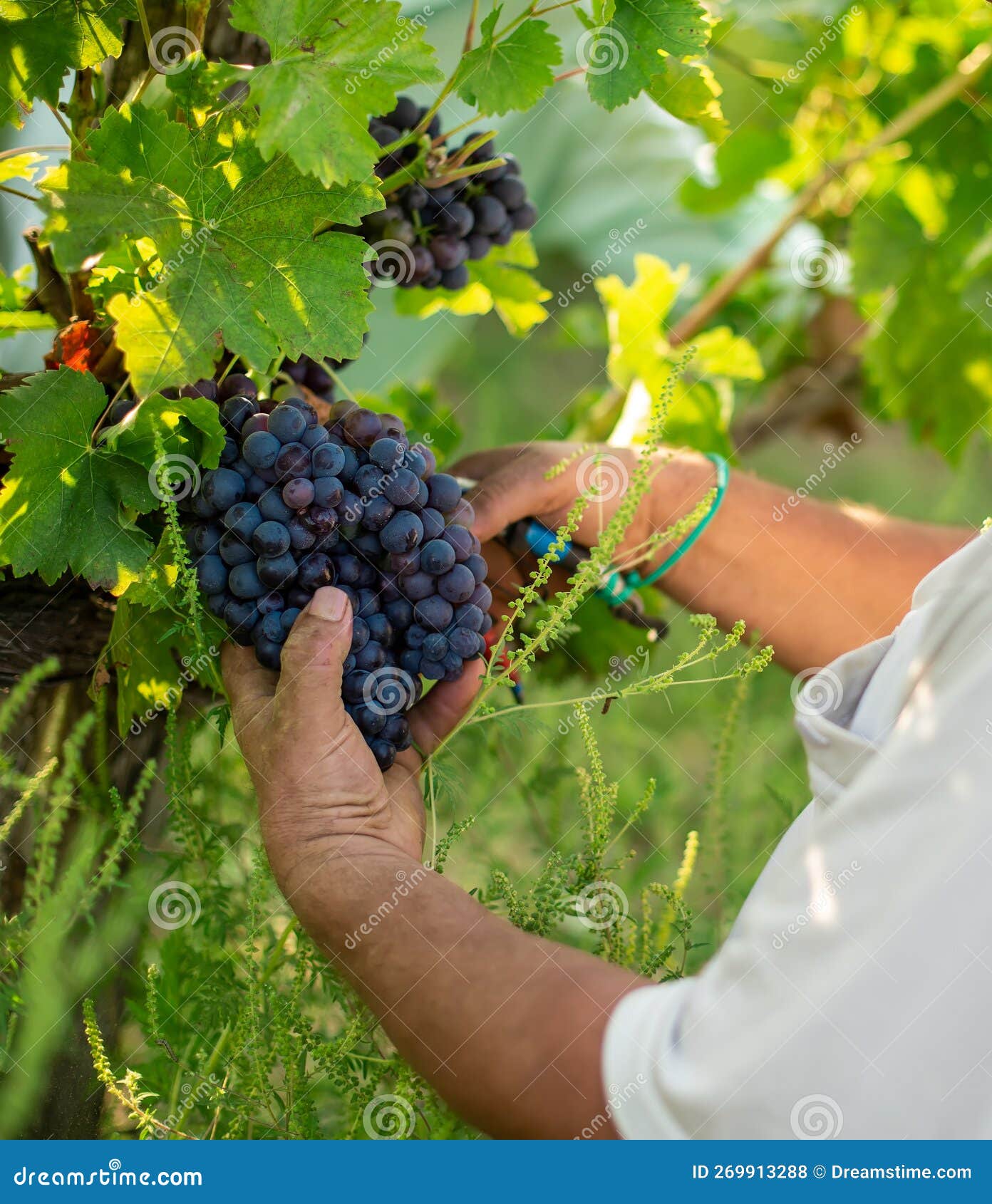 Hand Cut Grape with Secateurs Tool Stock Photo - Image of outdoor ...