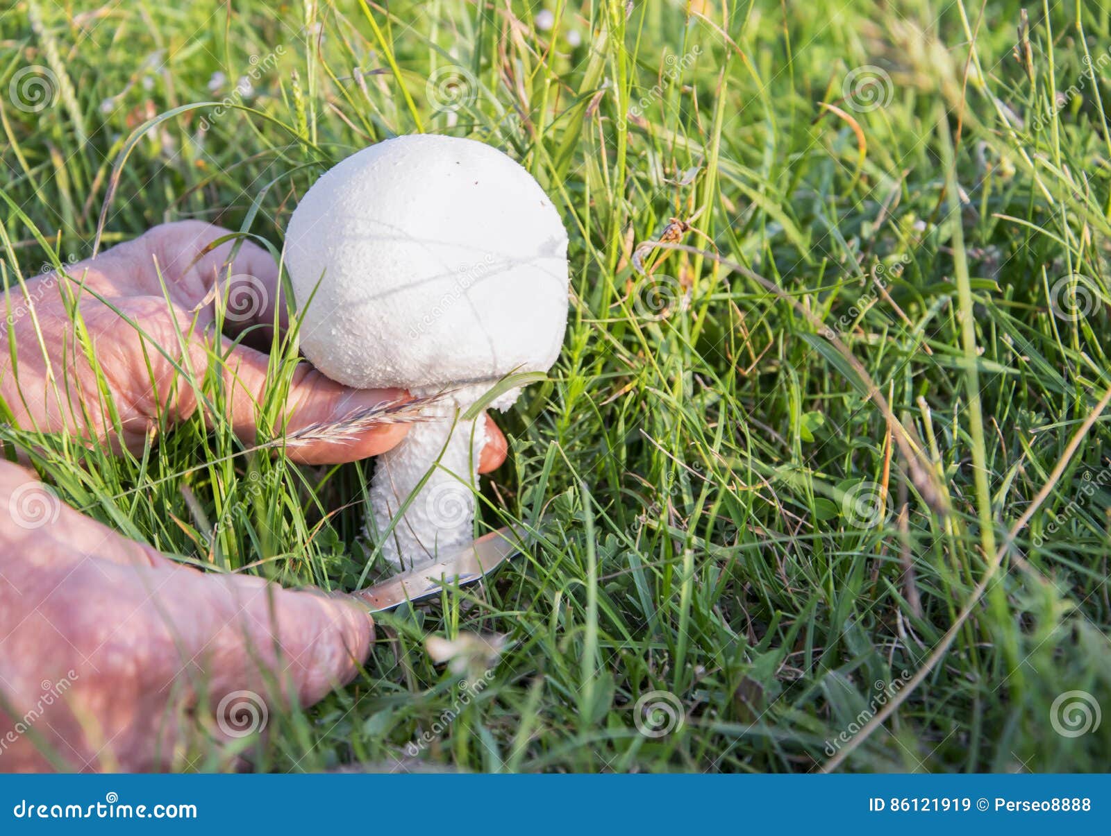 Hand Cutting a Mushroom with a Knife. Stock Image - Image of ...