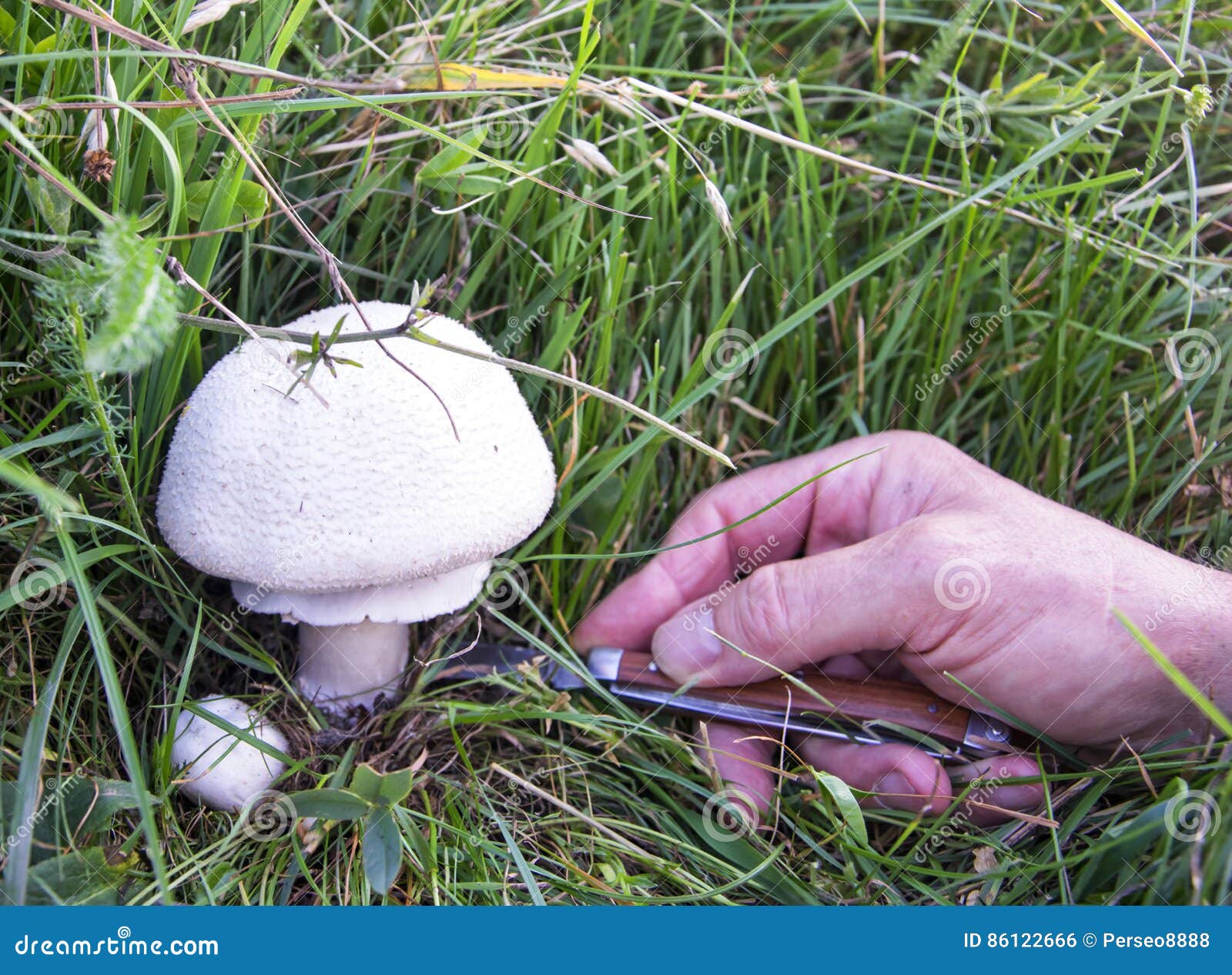Hand Cutting a Mushroom with a Knife. Stock Photo - Image of wild ...