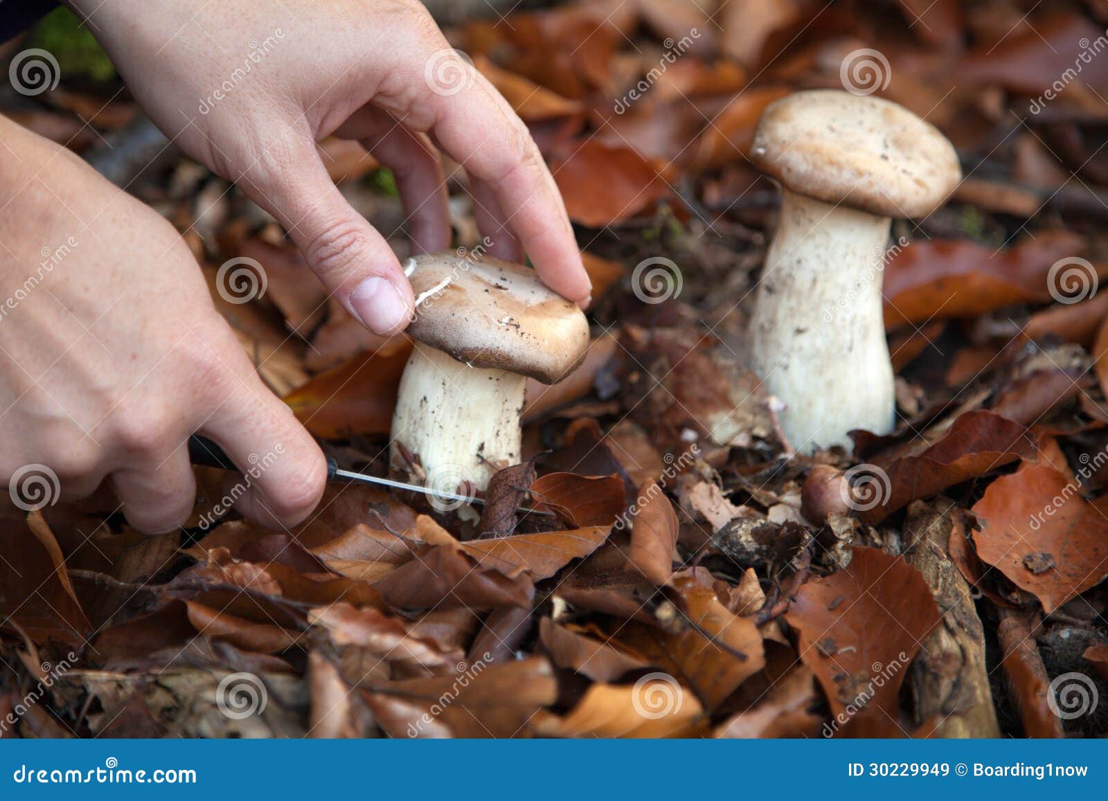 Hand cutting a mushroom stock image. Image of wood, hands - 30229949