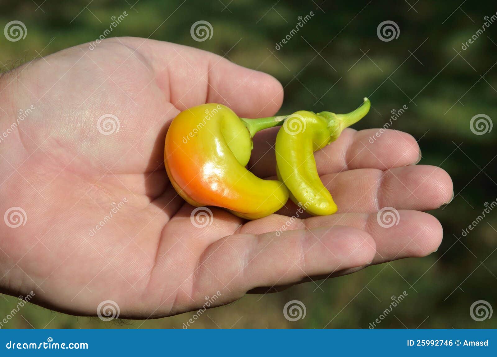 In Hand De Peper Van De Banaan Stock Foto - Image of tuinieren ...