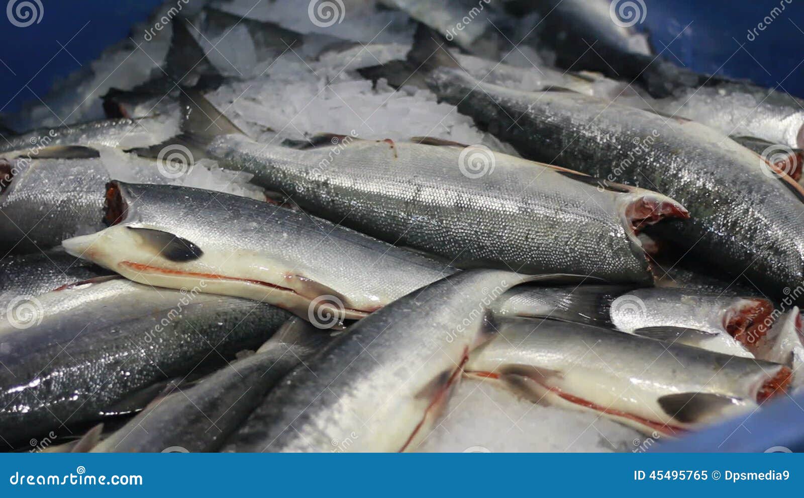 Hand deboning salmon stock video. Video of filleting - 45495765