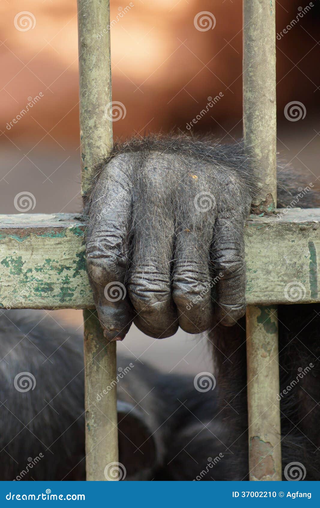 Hand des Affen stockfoto. Bild von verriegelung, freiheit - 37002210