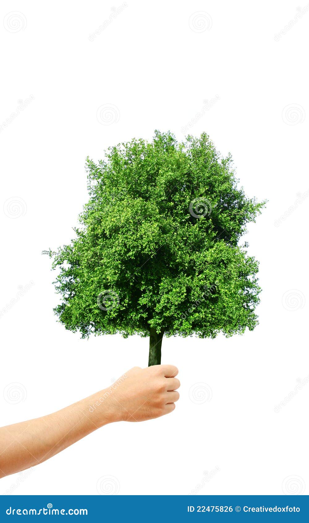 Hand die een boom houdt stock foto. Image of gras, groei - 22475826