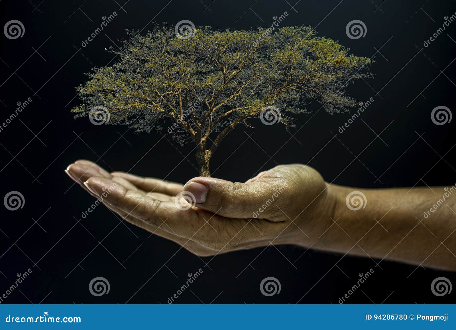 Hand die een boom houdt stock foto. Image of volwassen - 94206780