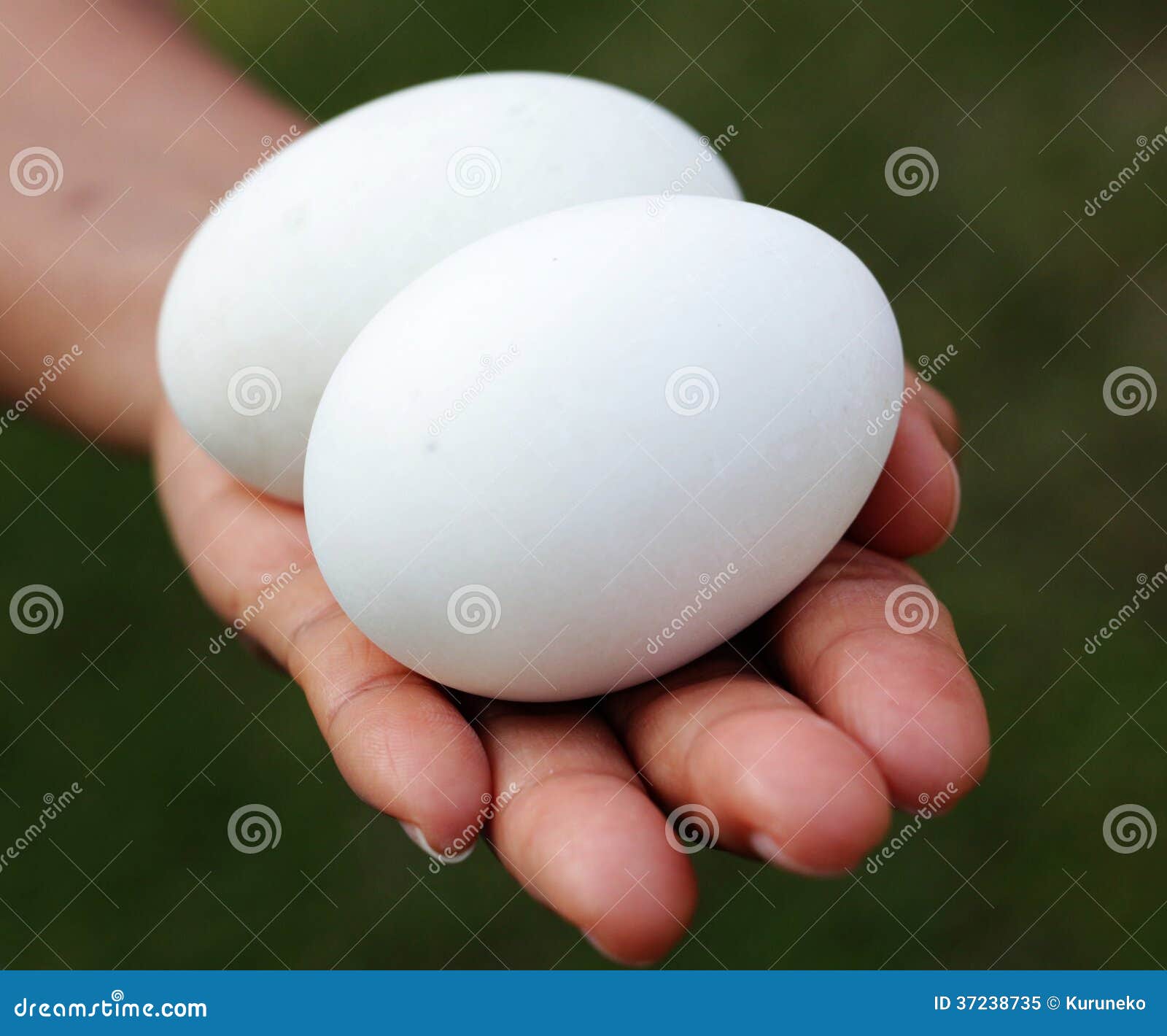 Hand, die zwei Eier hält stockbild. Bild von ente, inländisch - 37238735