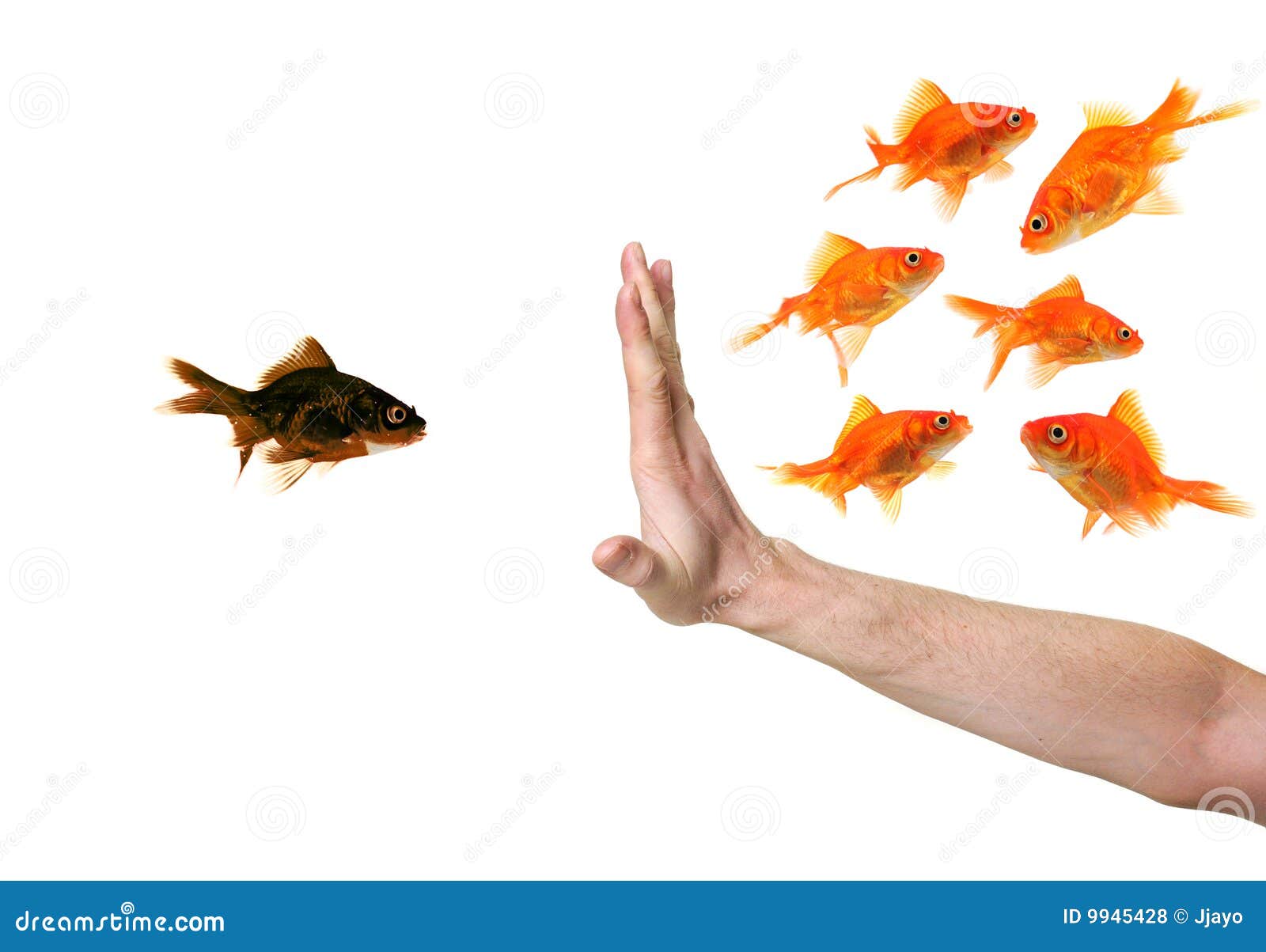 Hand Discriminating Black Goldfish Stock Photo - Image of acceptance ...