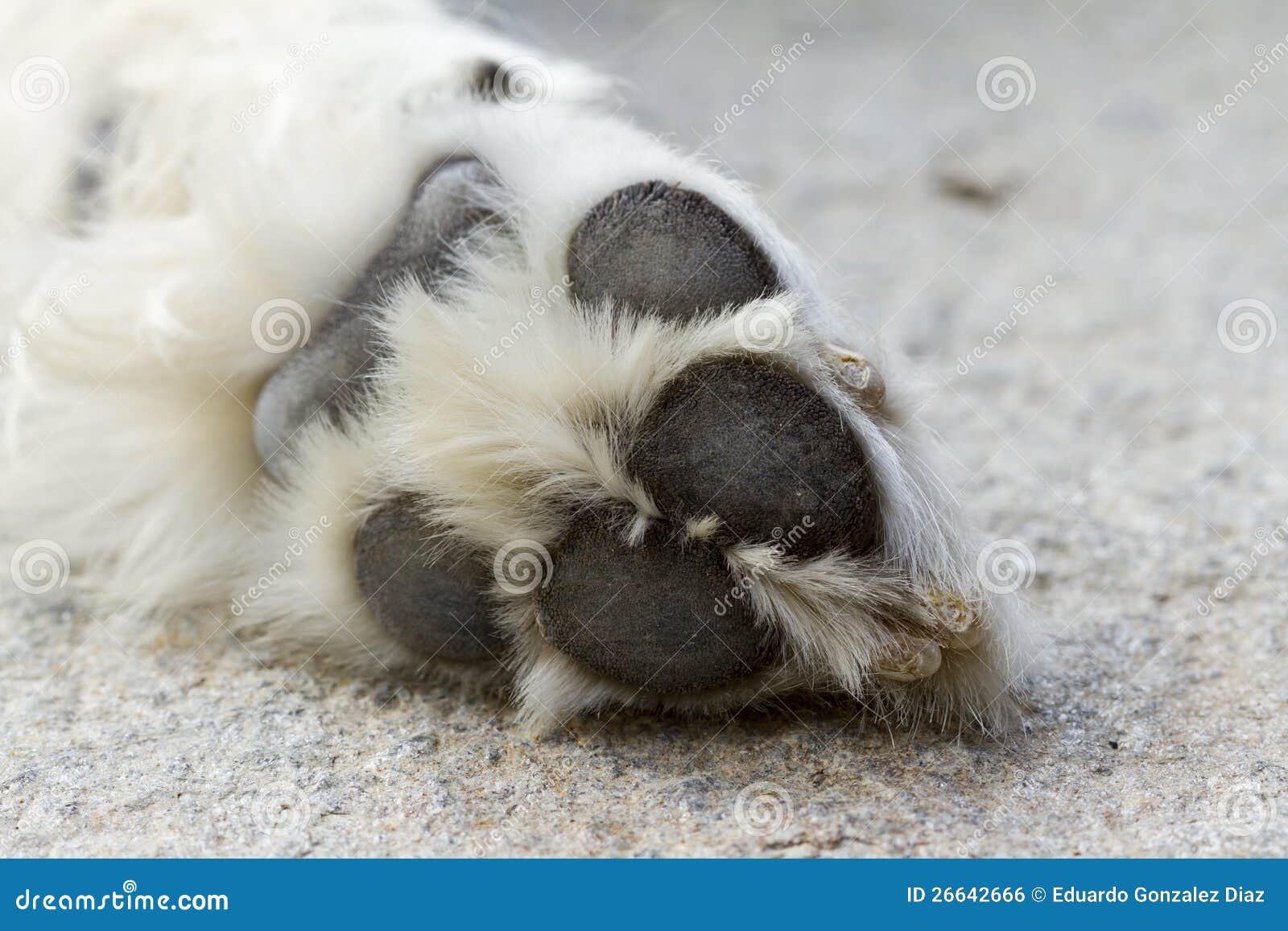 Hand of Dog stock photo. Image of claw, hand, golden - 26642666