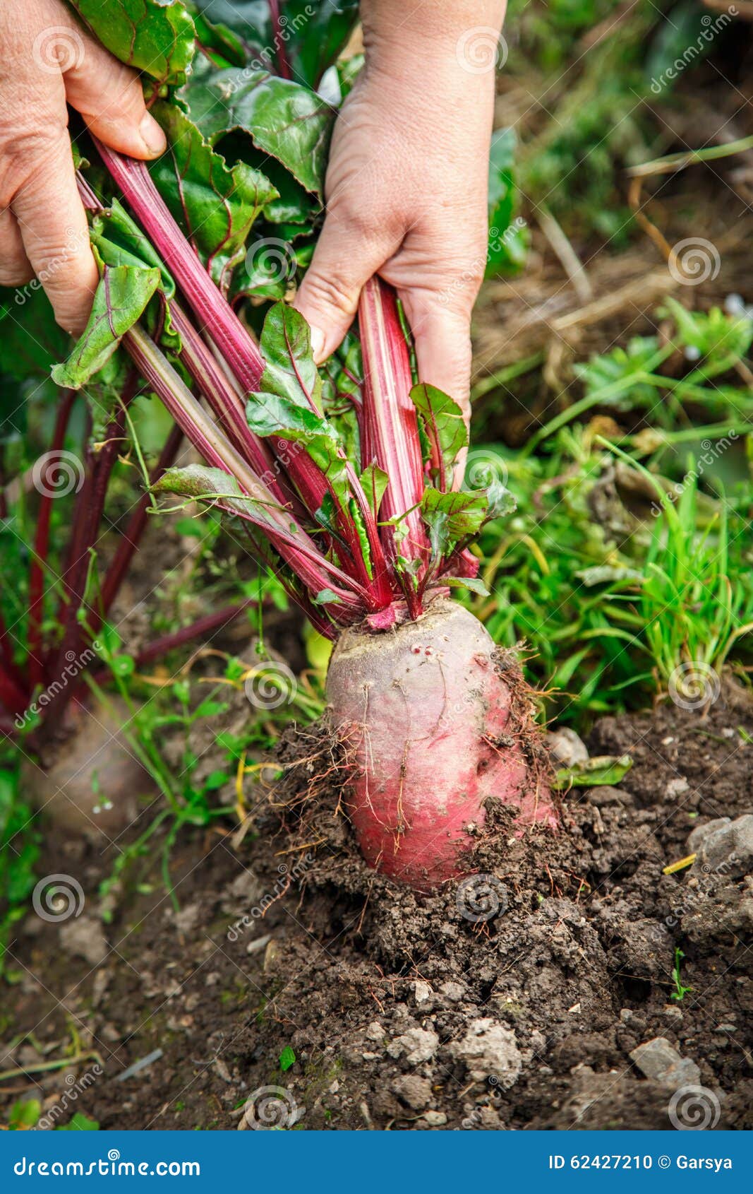 Hand Dragging Young Beetroot Stock Photo - Image of healthy, maroon ...