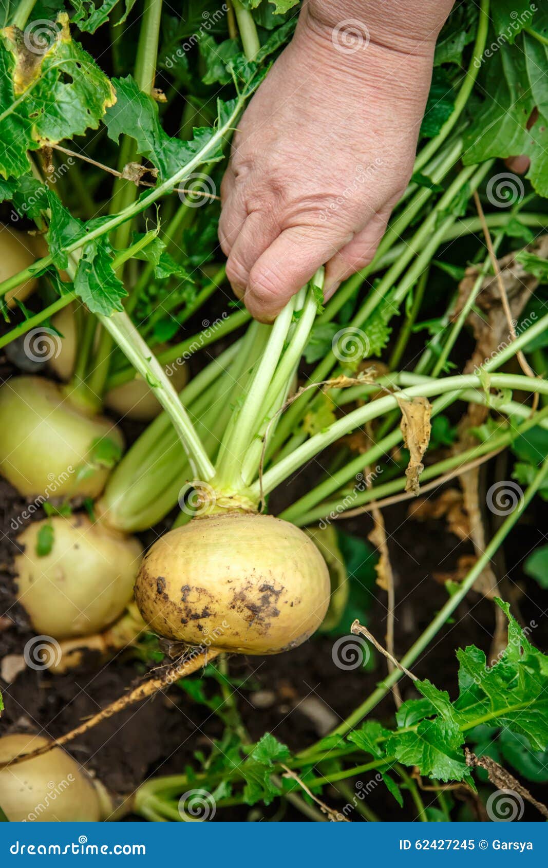 Hand dragging young turnip stock image. Image of closeup - 62427245