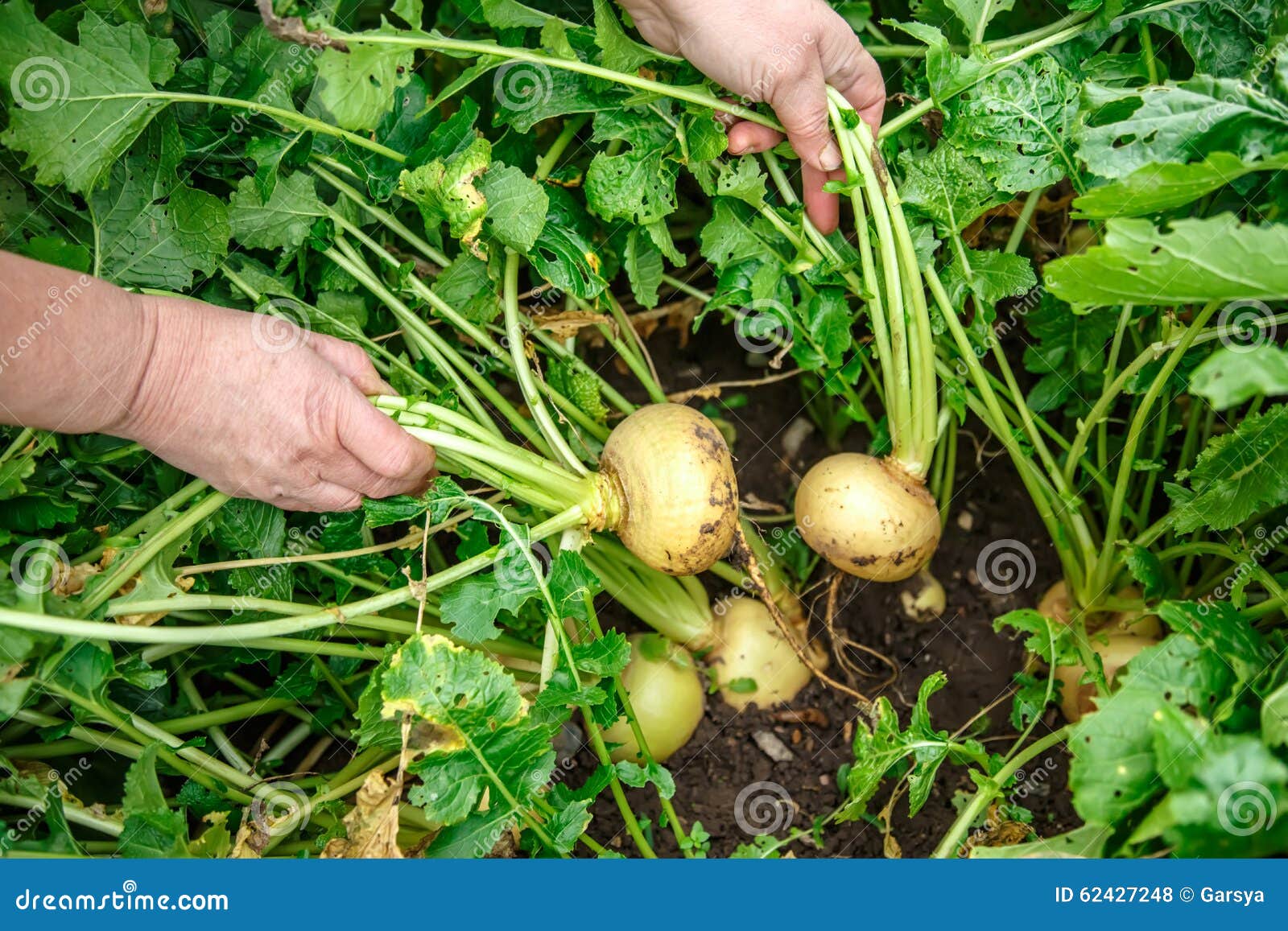 Hand dragging young turnip stock photo. Image of hand - 62427248