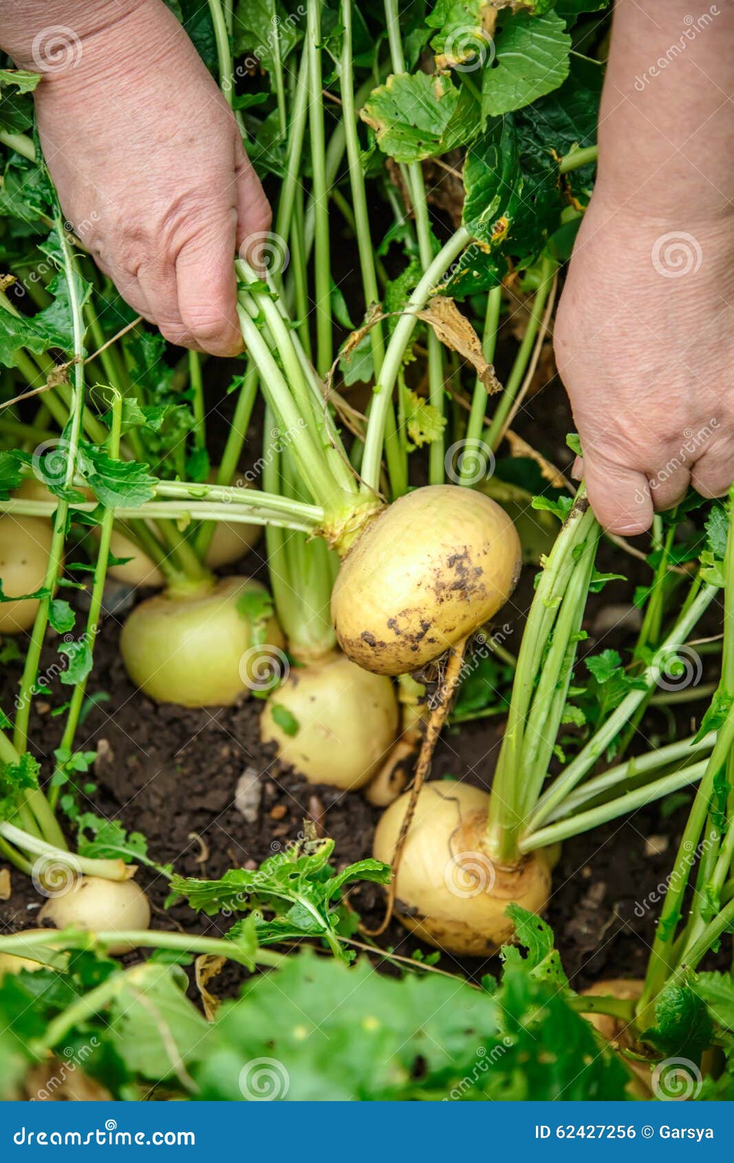Hand dragging young turnip stock photo. Image of ingredient - 62427256
