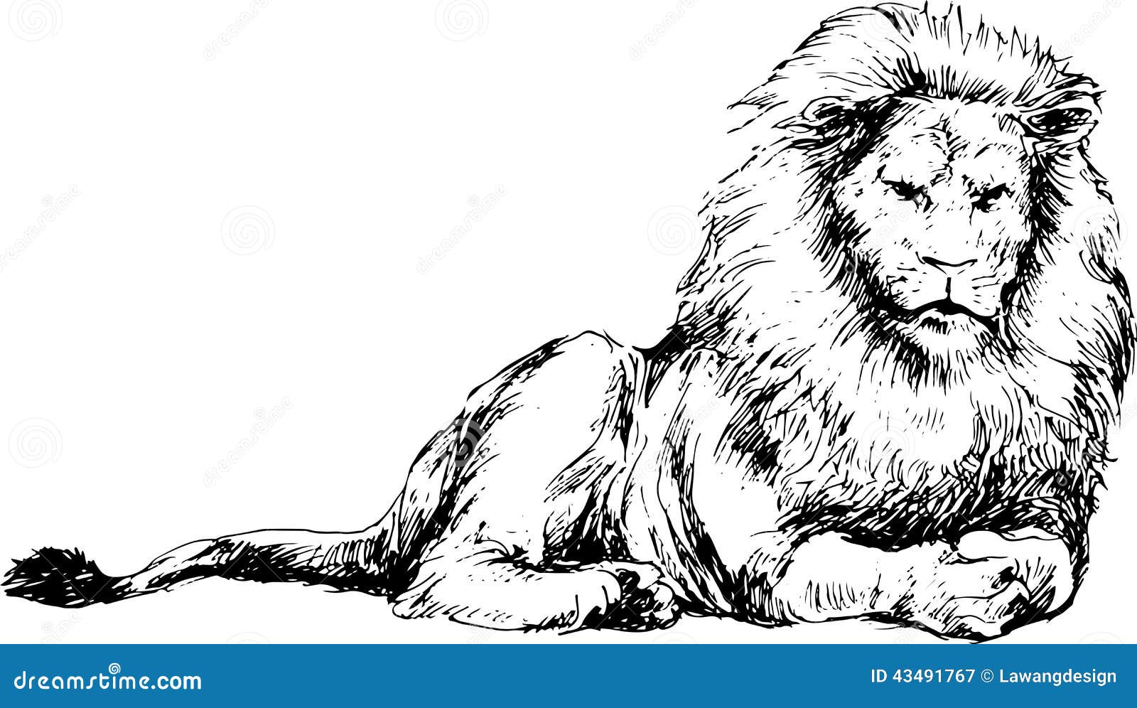 Hand dragit lejon vektor illustrationer. Illustration av framsida ...