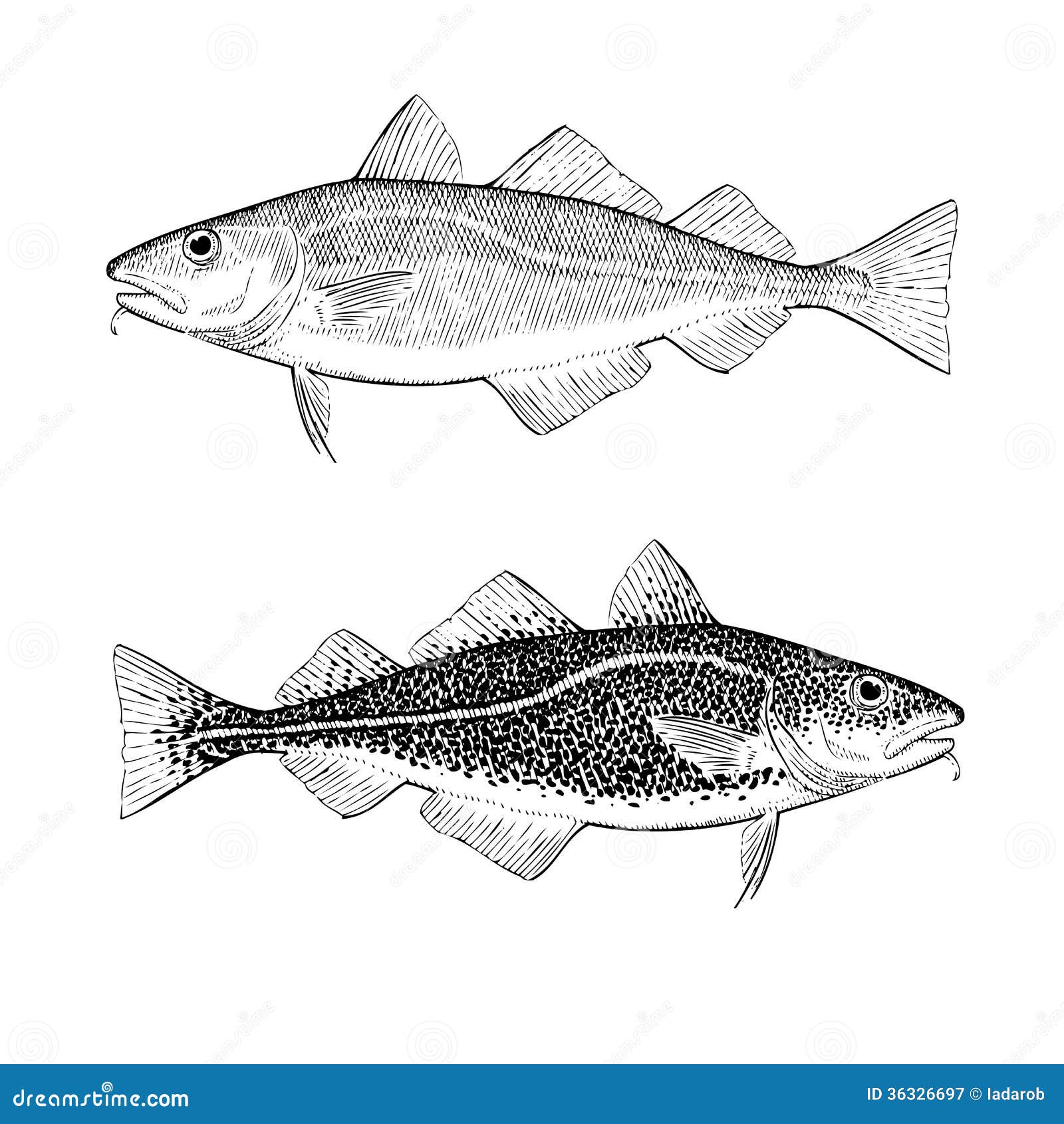 Cod Drawing Stock Illustrations – 723 Cod Drawing Stock Illustrations ...