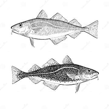 Hand Draw Atlantic Cod stock vector. Illustration of codling - 36326697