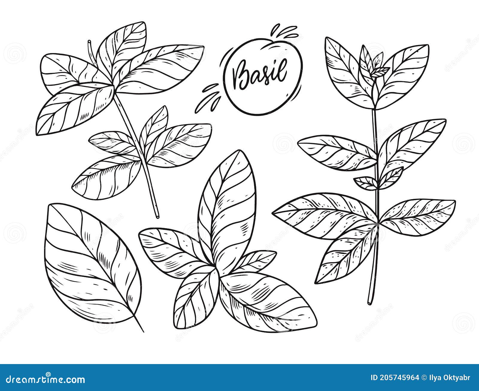Hand Draw Basil Sketch Vector Illustration. Engraving Style Stock ...