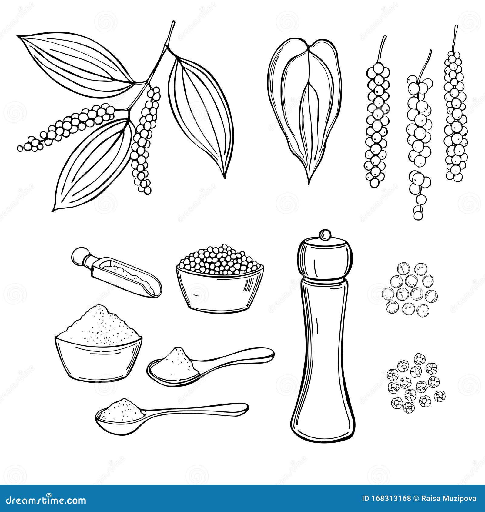 Hand Draw Black Pepper. Vector Sketch Illustration Stock Vector ...