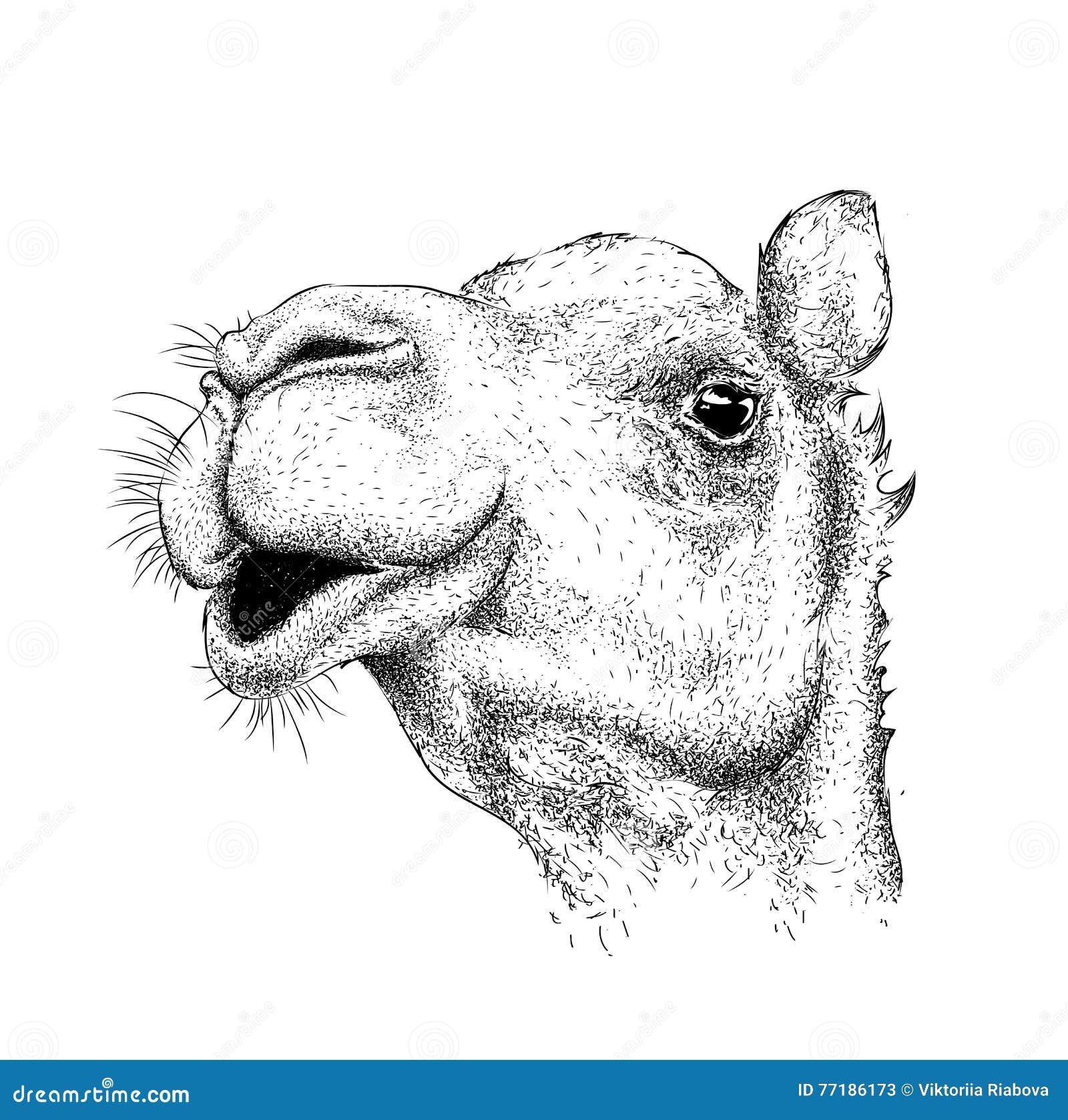 How To Draw Camel Step By Step Cartoon Illustration With White ...