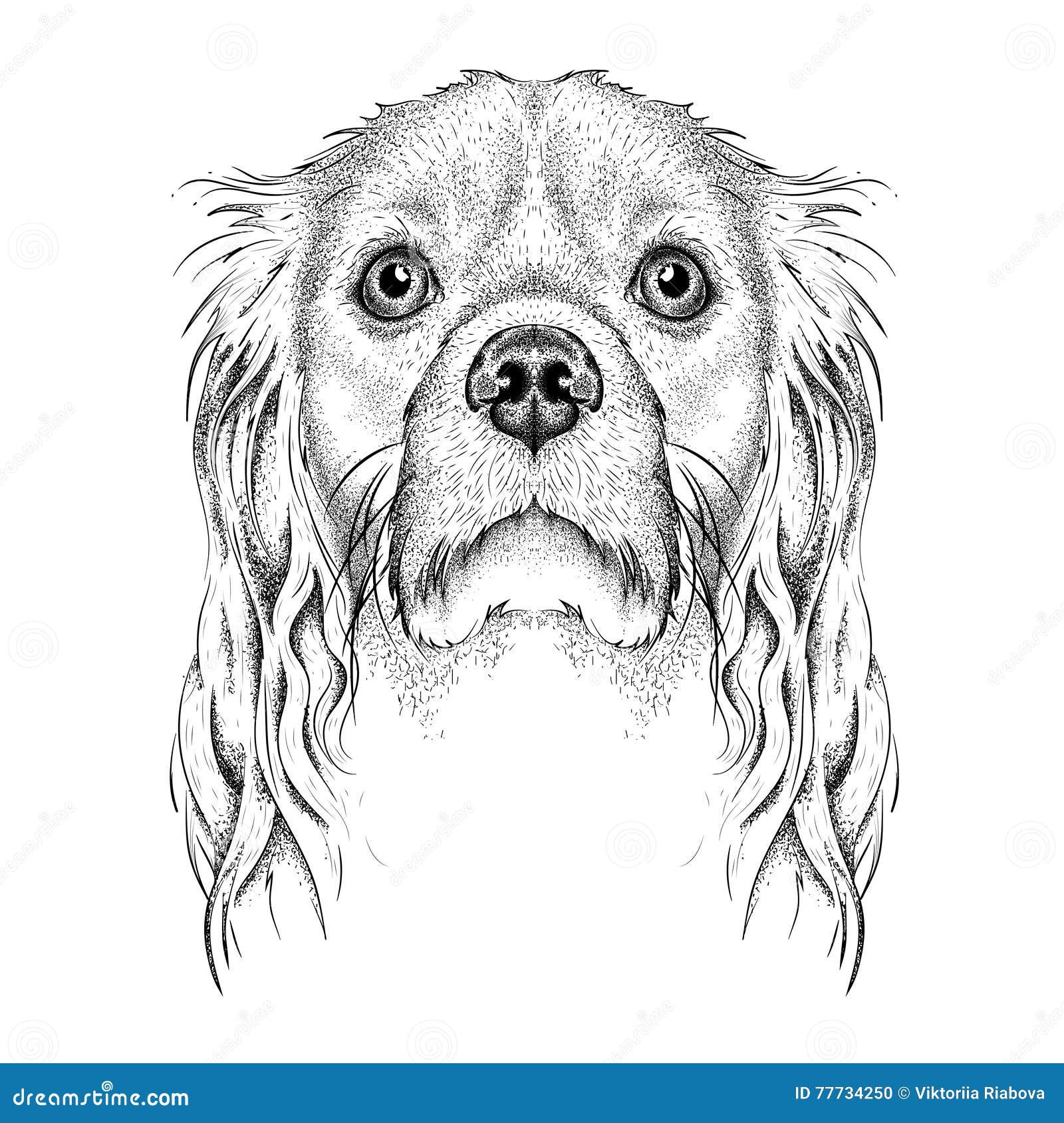 Hand Draw Cocker Spaniel Portrait. Hand Draw Vector Illustration Stock ...