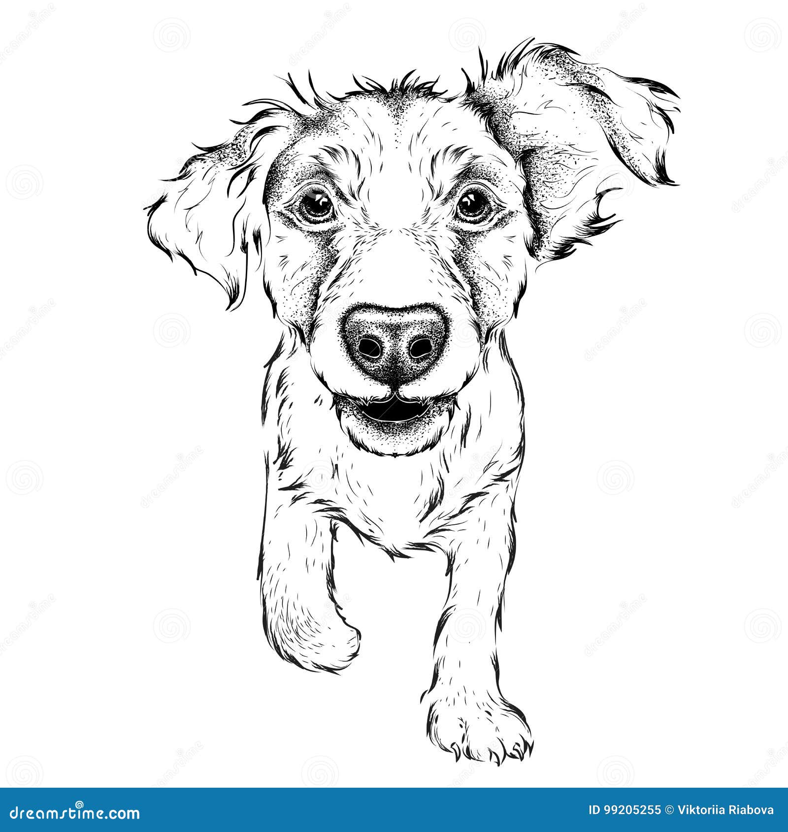 Hand Draw Cocker Spaniel Portrait. Hand Draw Vector Illustration ...