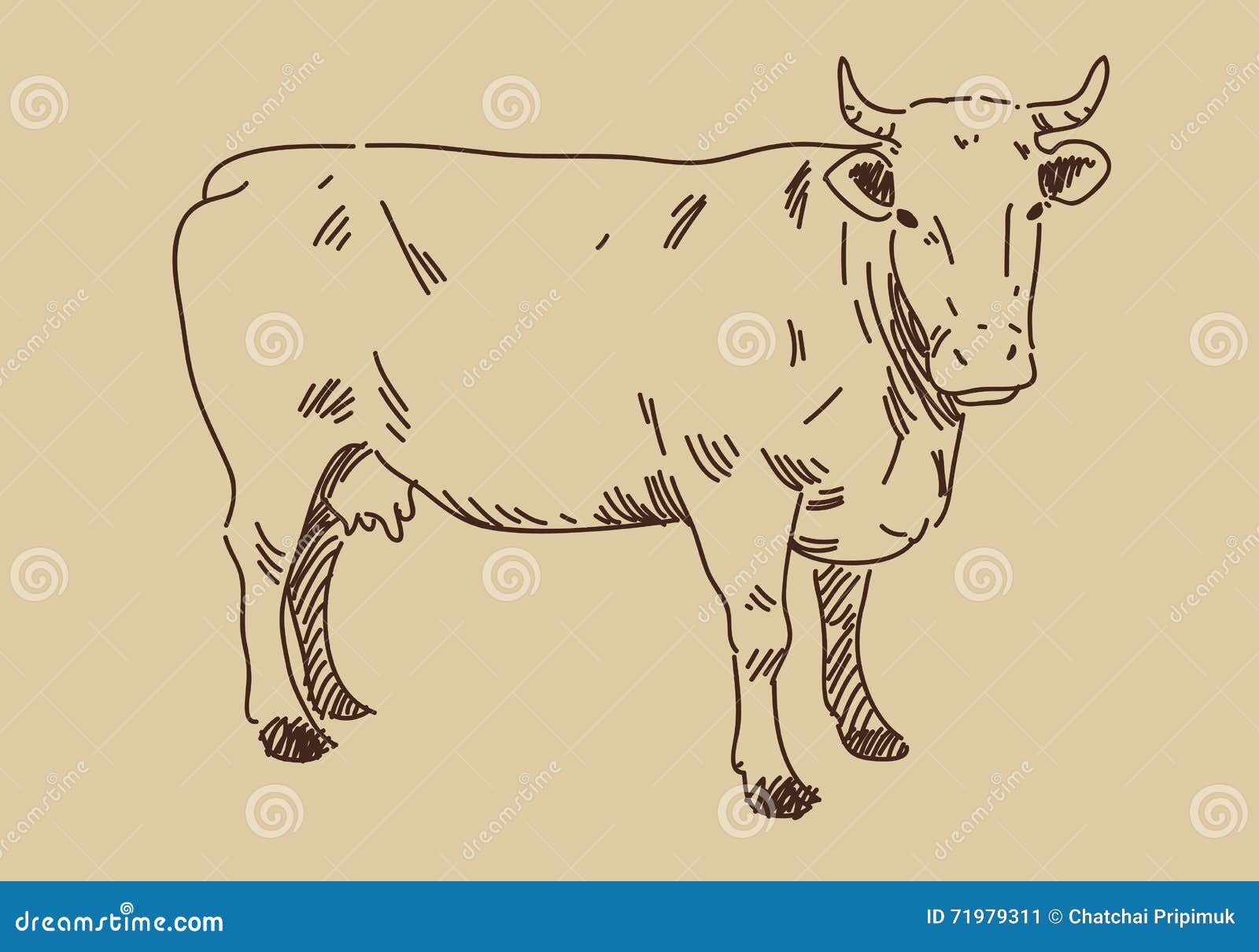Hand draw cow, vector stock vector. Illustration of sketch - 71979311