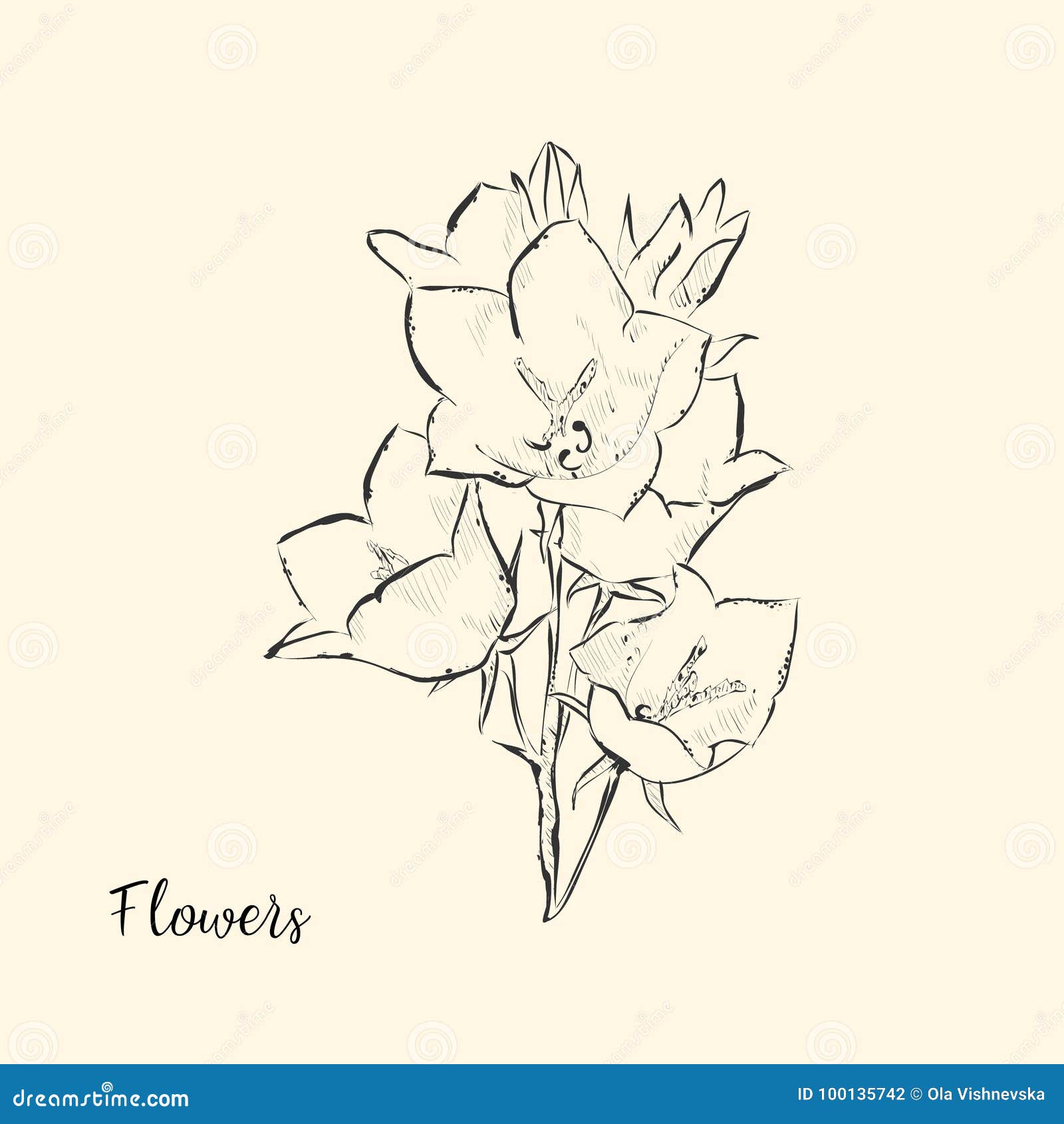 Hand Draw of Flower. Vector Illustration. Sketch. Stock Illustration ...