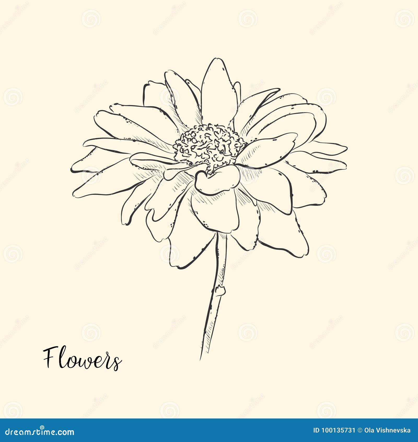 Hand Draw of Flower. Vector Illustration. Sketch. Stock Illustration ...