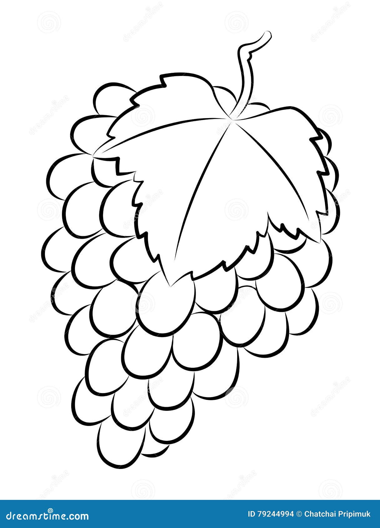 Hand draw grape, vector stock vector. Illustration of fruit - 79244994