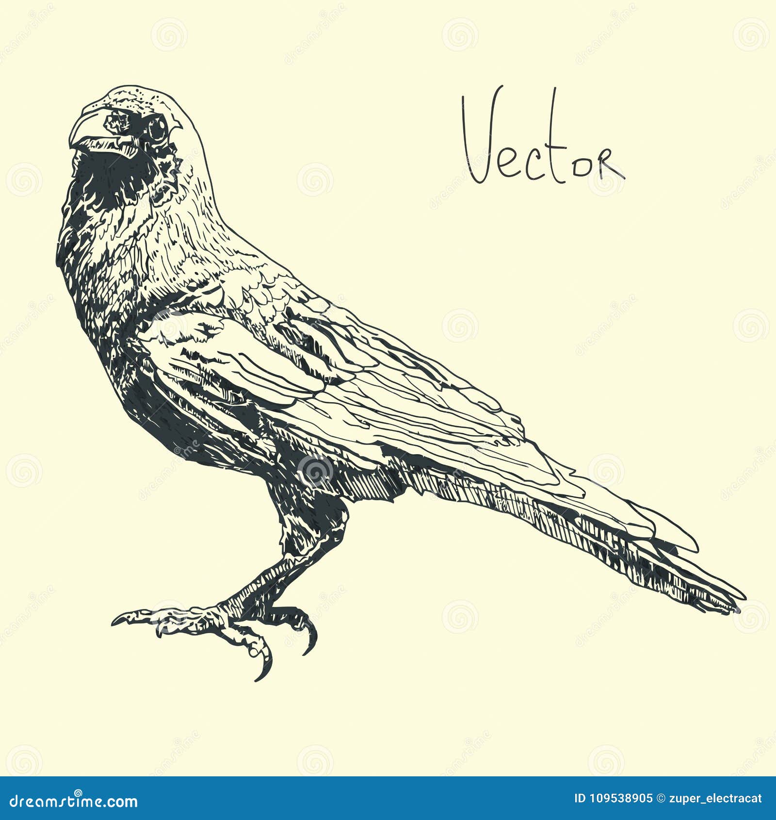 Illustration Of Raven Line Art Style. Vector Illustration Of Crow Hand ...