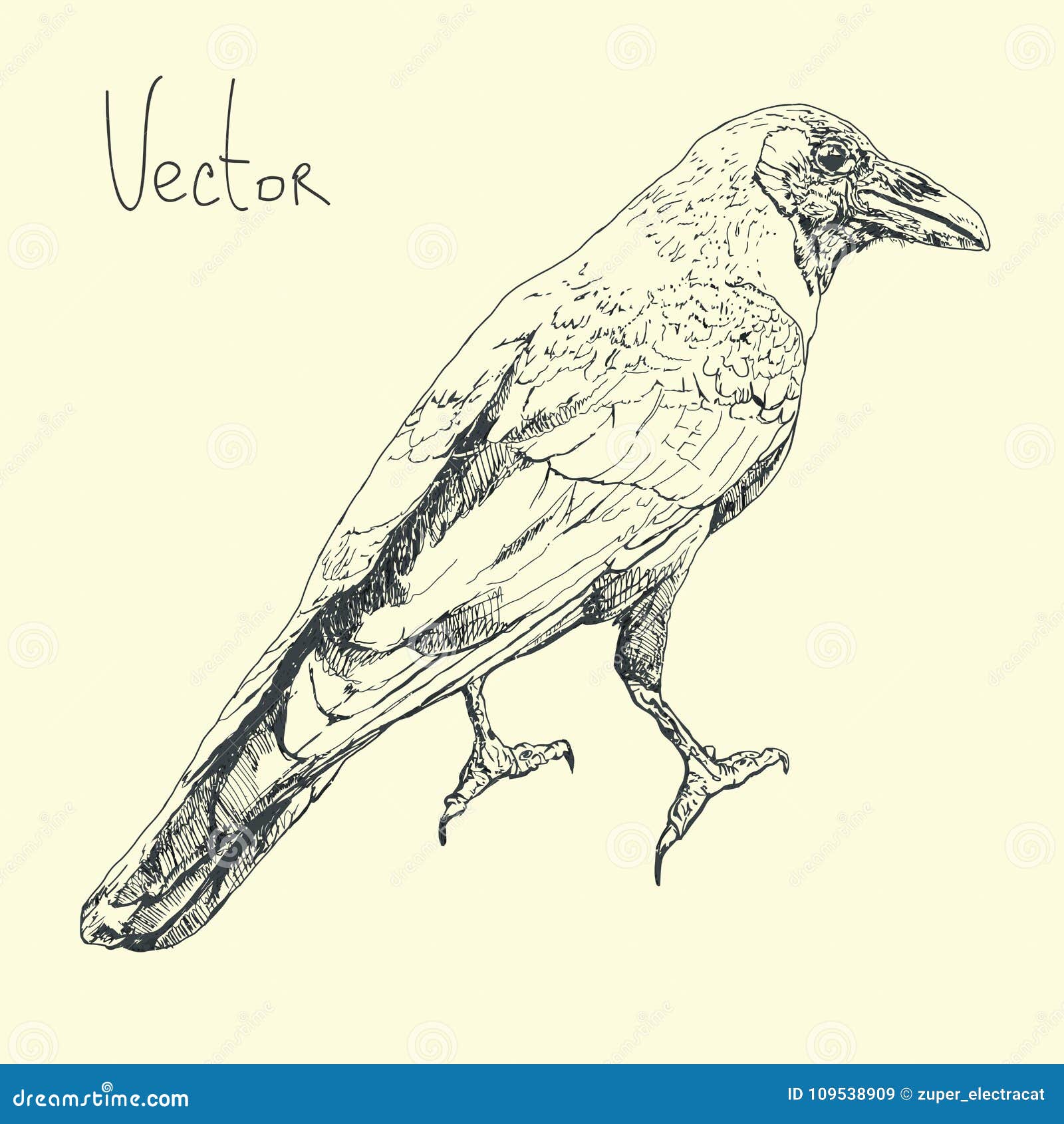 Illustration Of Raven Line Art Style. Vector Illustration Of Crow Hand ...