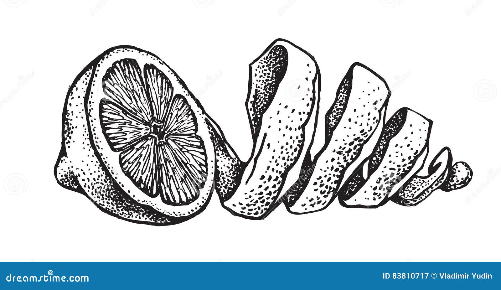 Hand draw of lemon stock vector. Illustration of freshness - 83810717