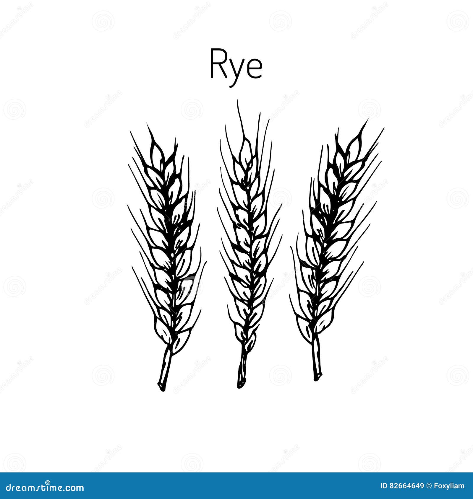 Hand draw rye ears sketch stock vector. Illustration of organic - 82664649