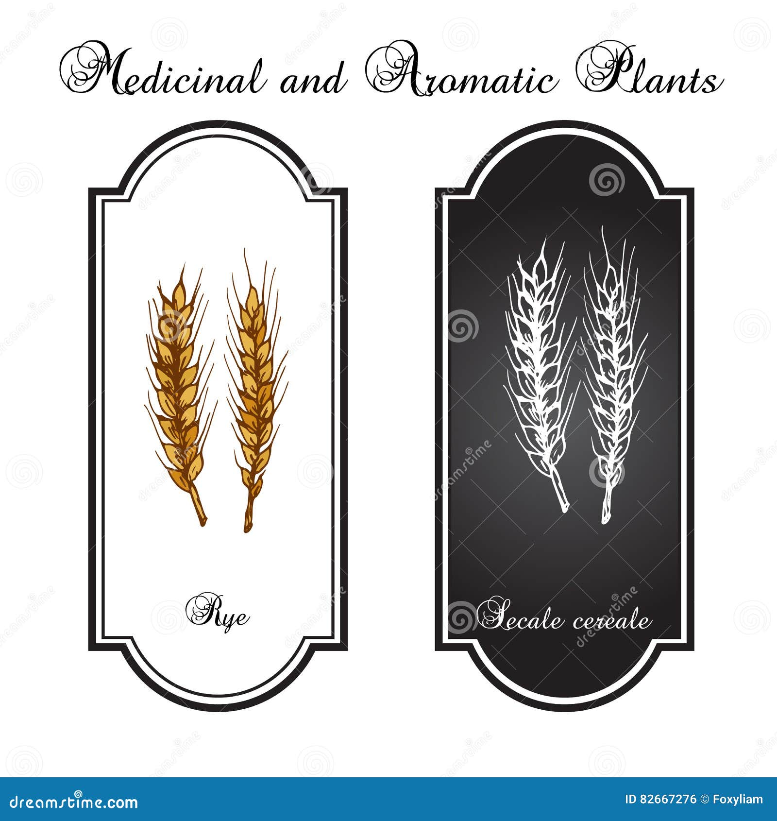 Hand draw rye ears sketch stock vector. Illustration of drawn - 82667276