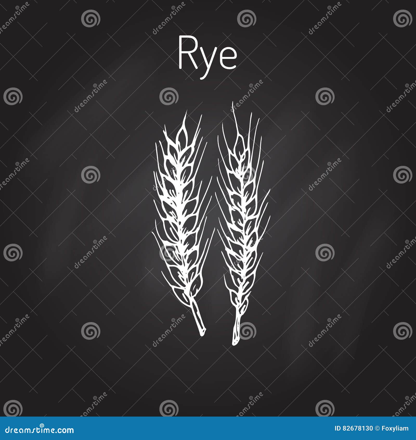 Hand draw rye ears sketch stock vector. Illustration of drawing - 82678130