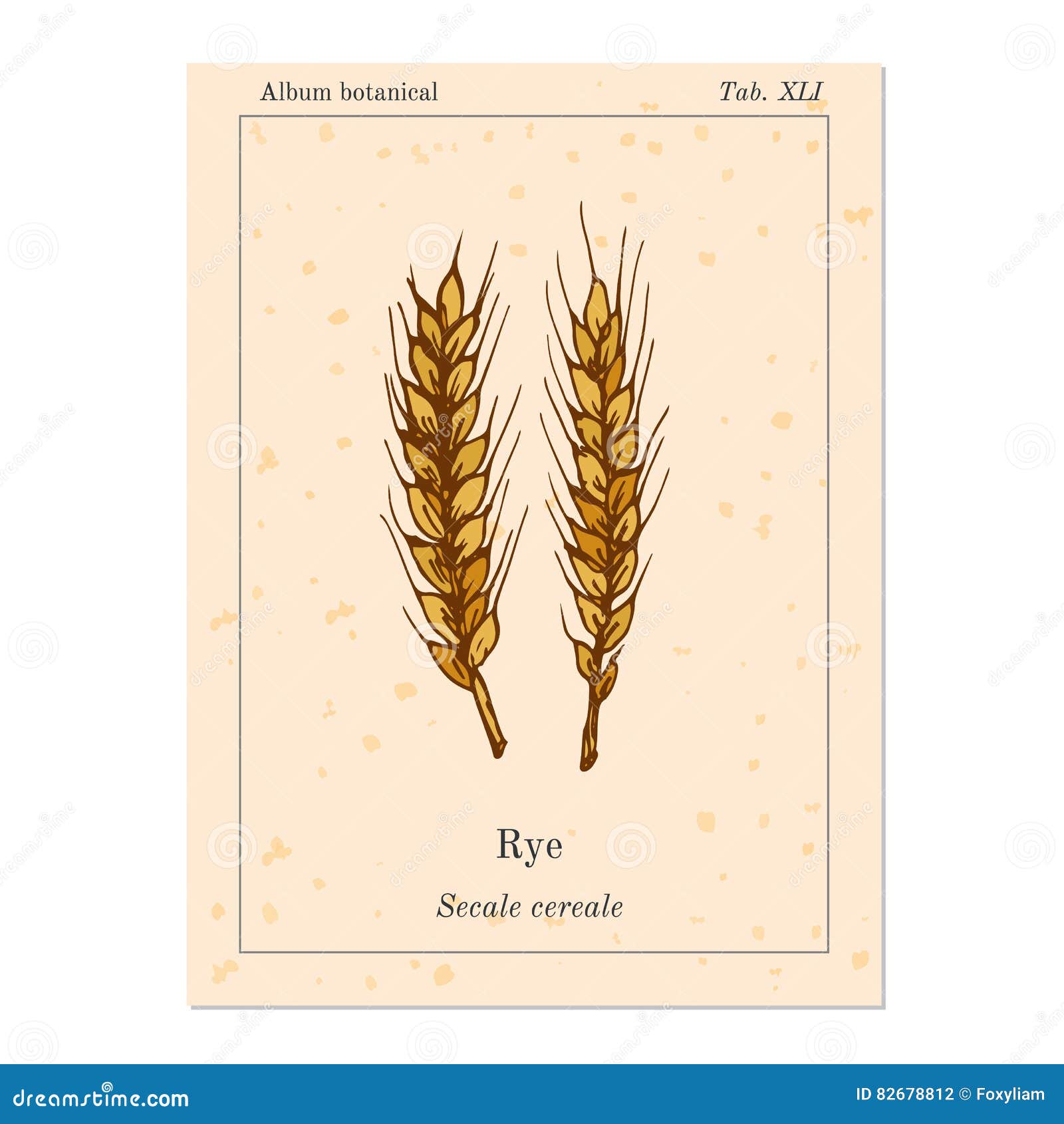 Hand draw rye ears sketch stock vector. Illustration of hand - 82678812