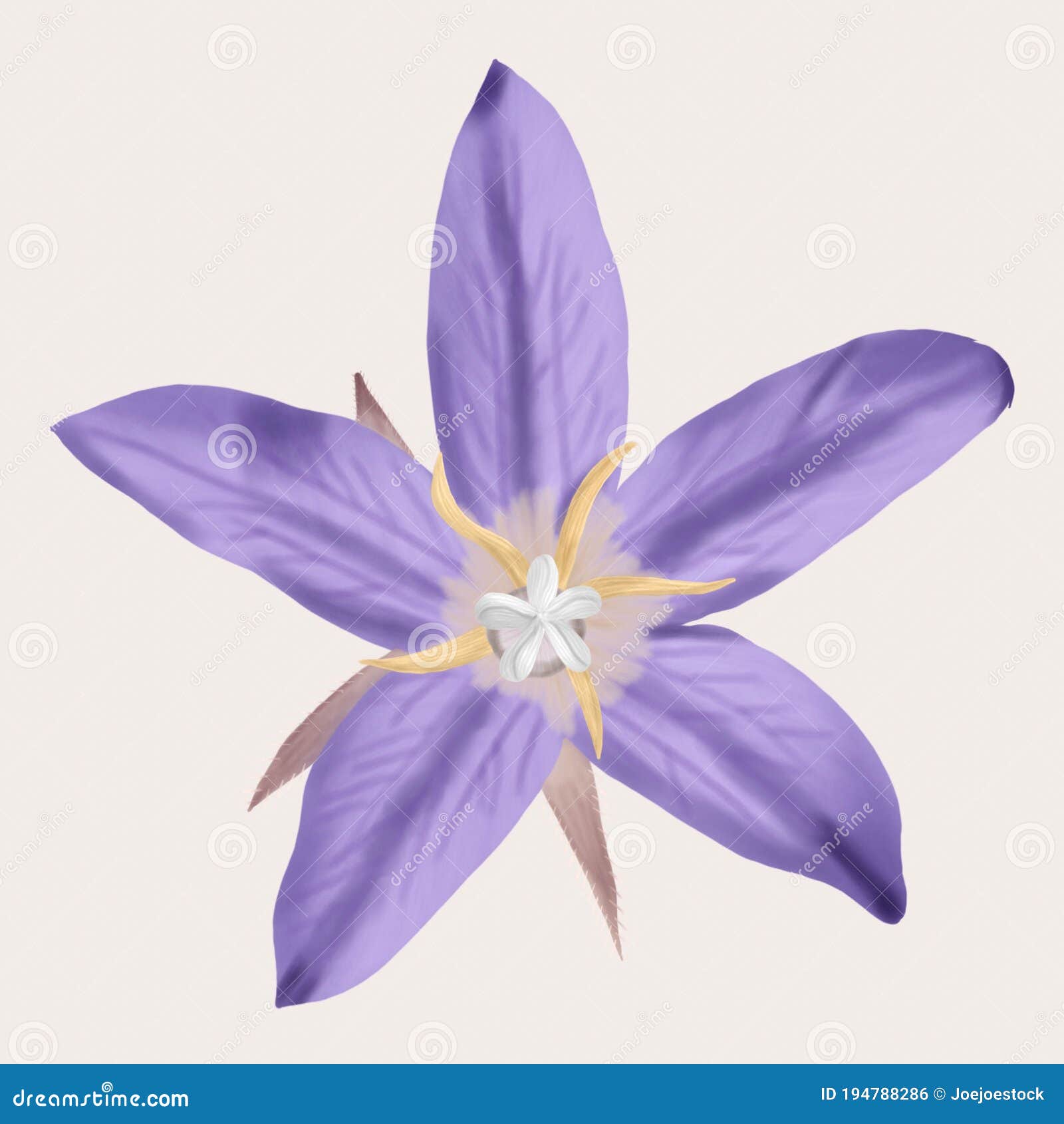 Hand Draw Single Violet Campanula Patula Illustration Stock ...