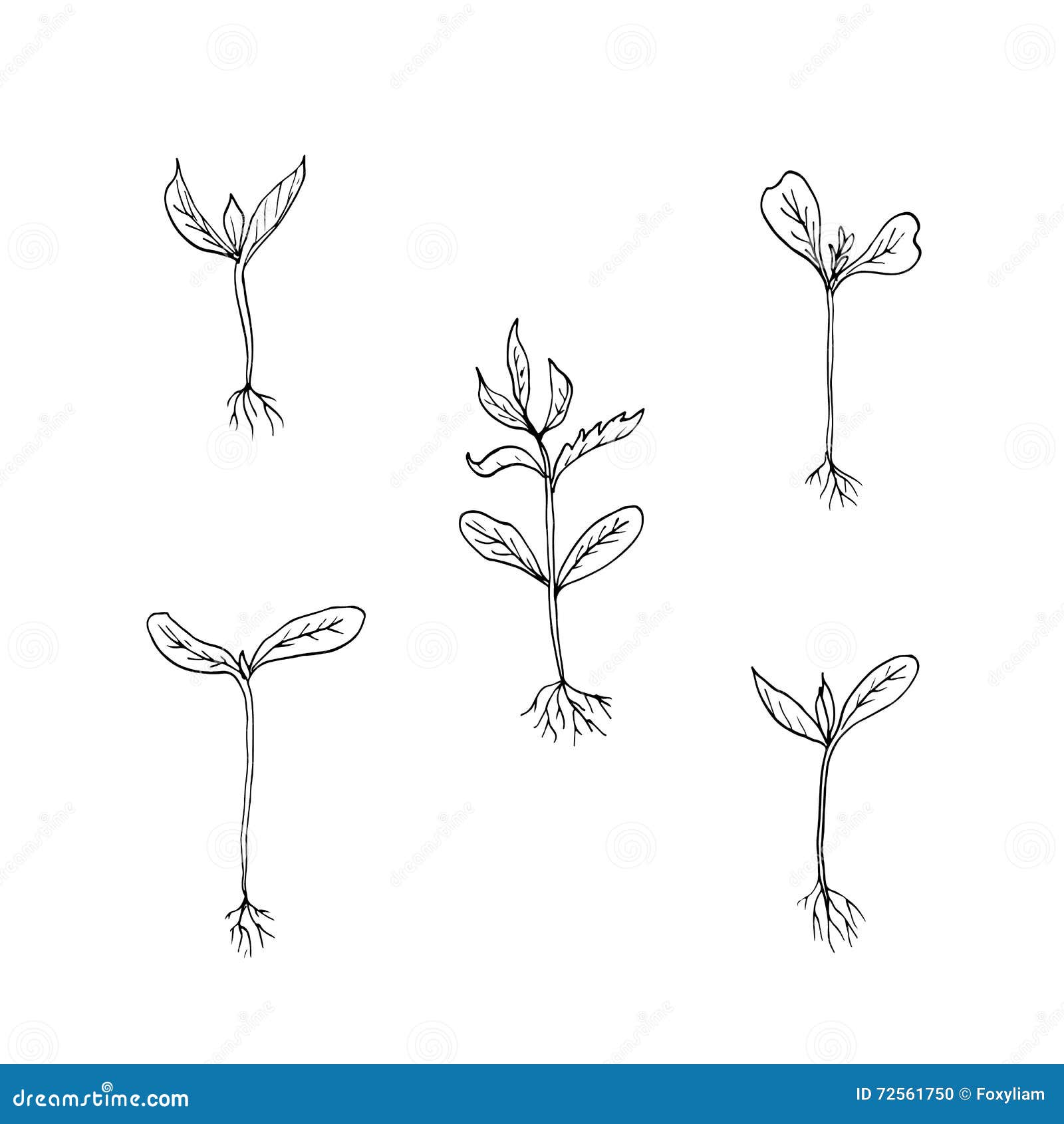 Hand draw Sprouts plants stock vector. Illustration of gardening - 72561750