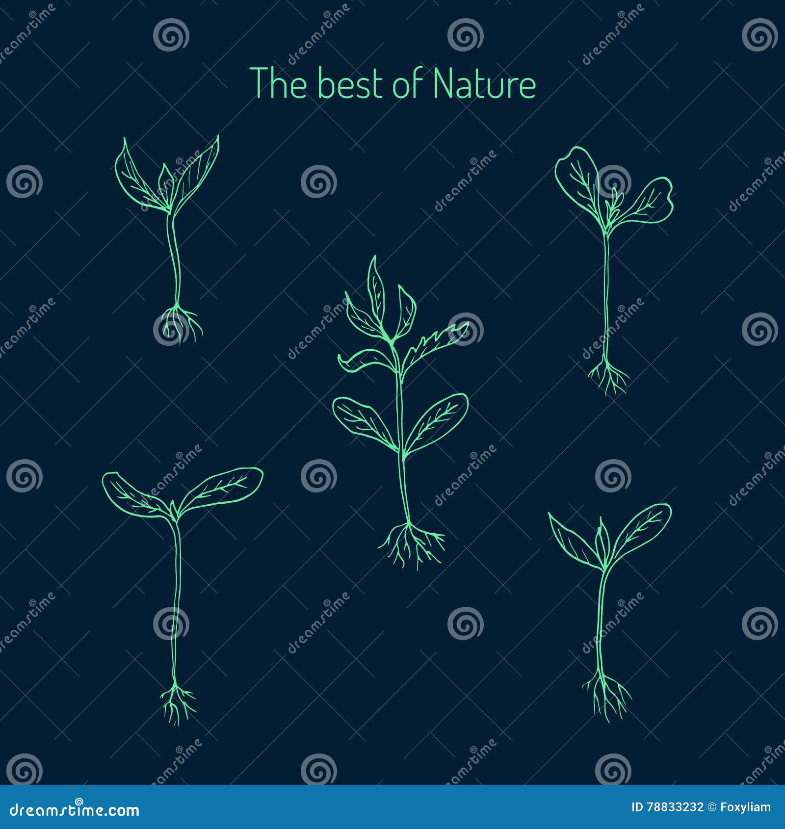 Hand draw Sprouts plants stock vector. Illustration of organic - 78833232