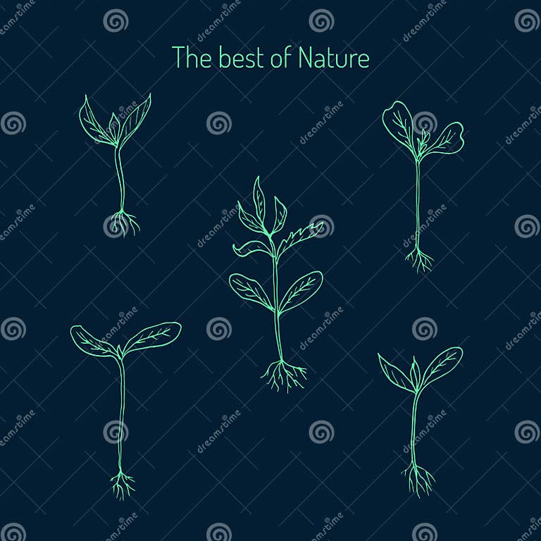 Hand draw Sprouts plants stock vector. Illustration of organic - 78833232