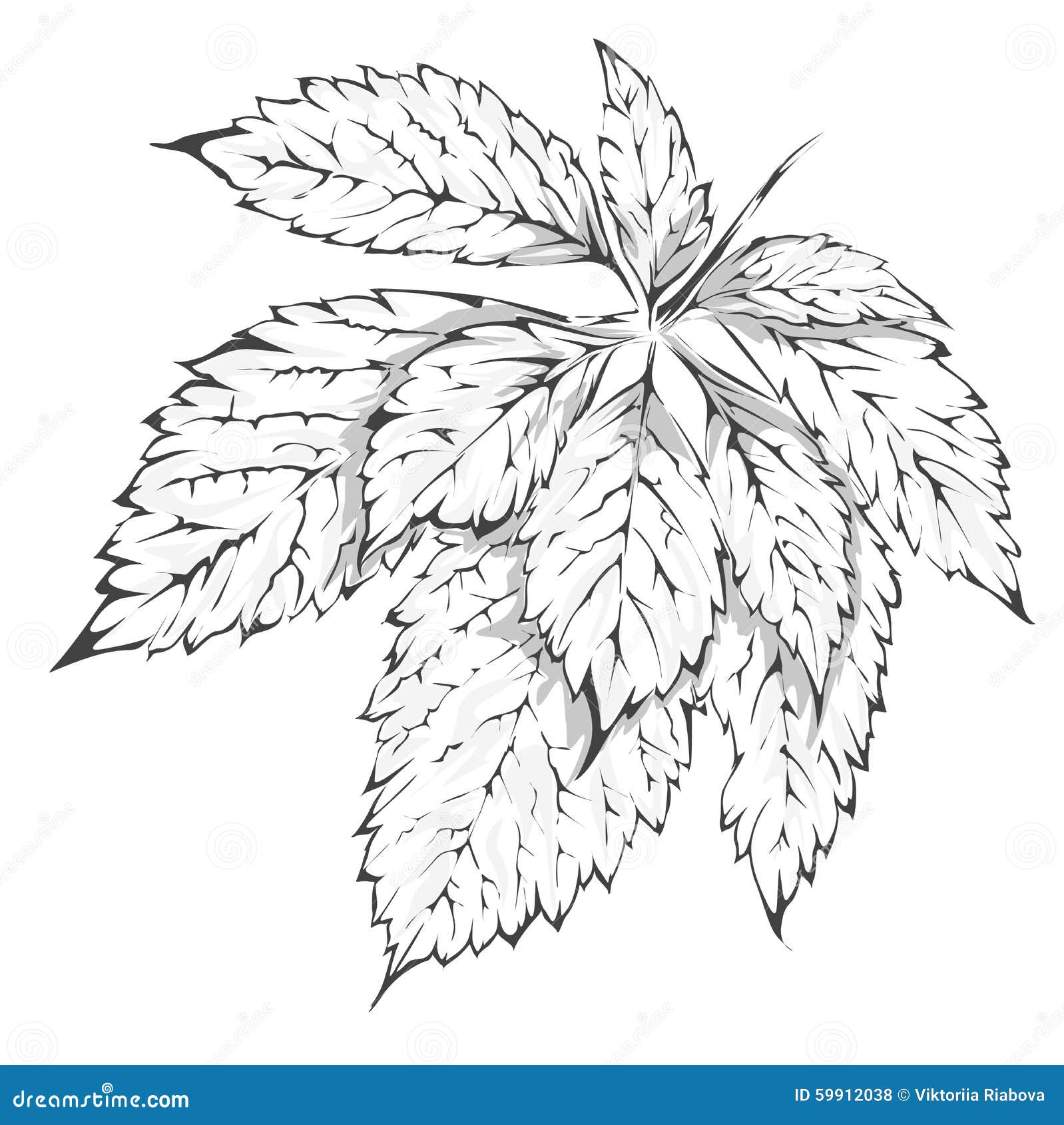 Hand Draw Vector Wild Grape Leaf. Vector Illustration Stock Vector ...