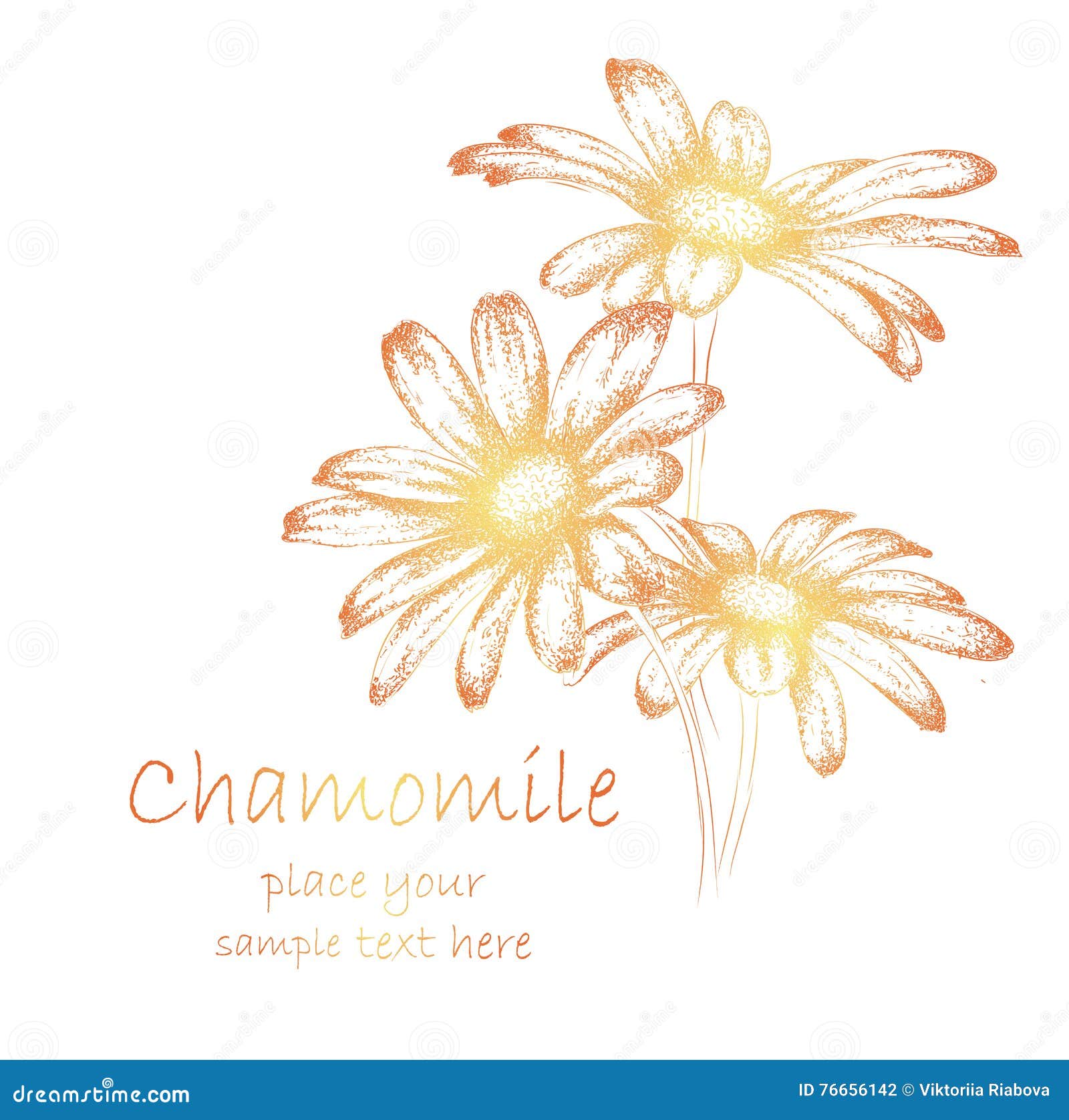 Hand Draw Vintage Chamomile. Vector Illustration Stock Vector ...