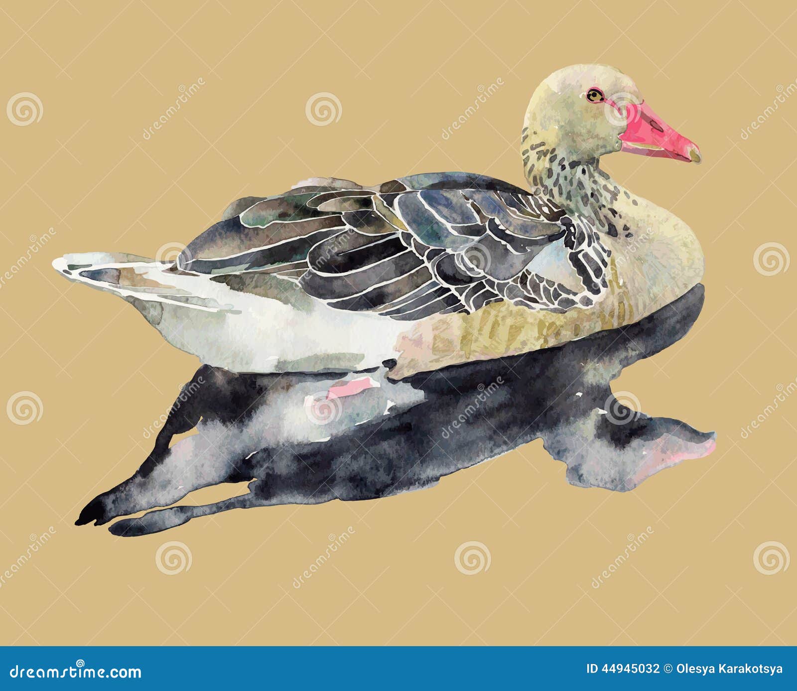 Hand Draw Watercolor Bird, Duck Stock Vector - Illustration of ...